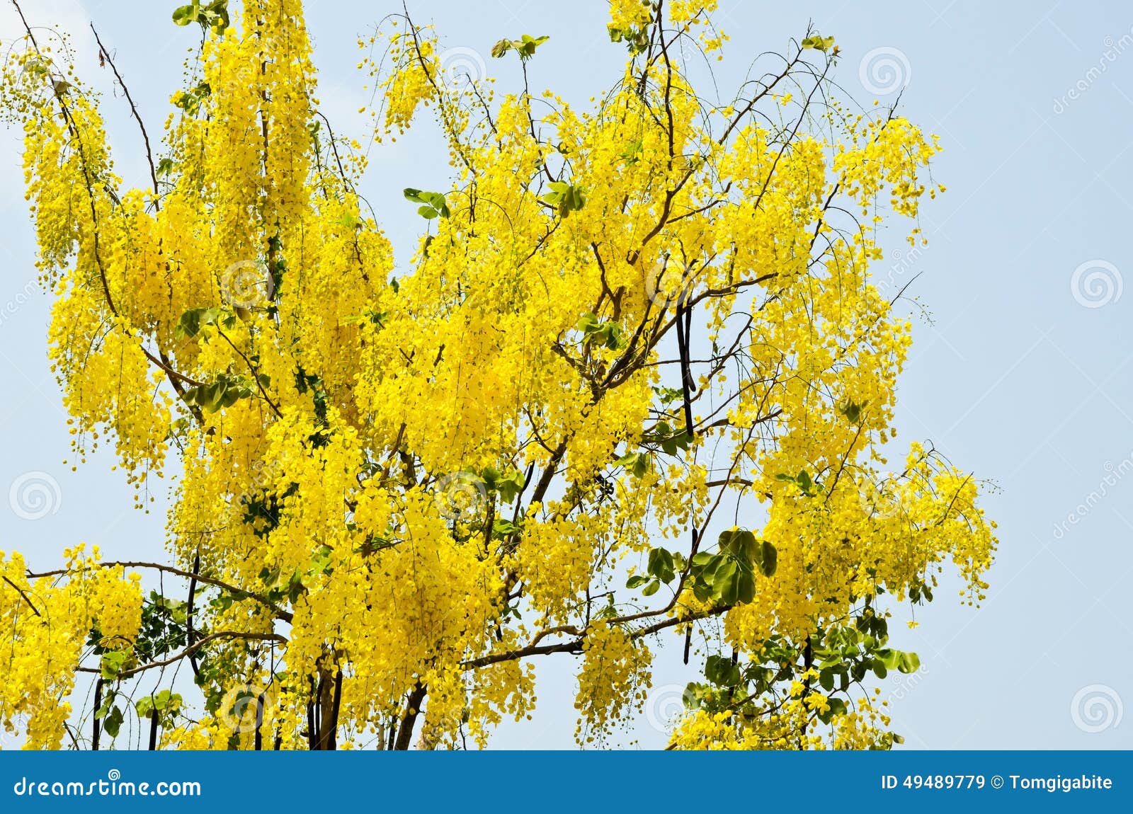Golden Shower Cassia Fistula Stock Image Image Of Koon Floral