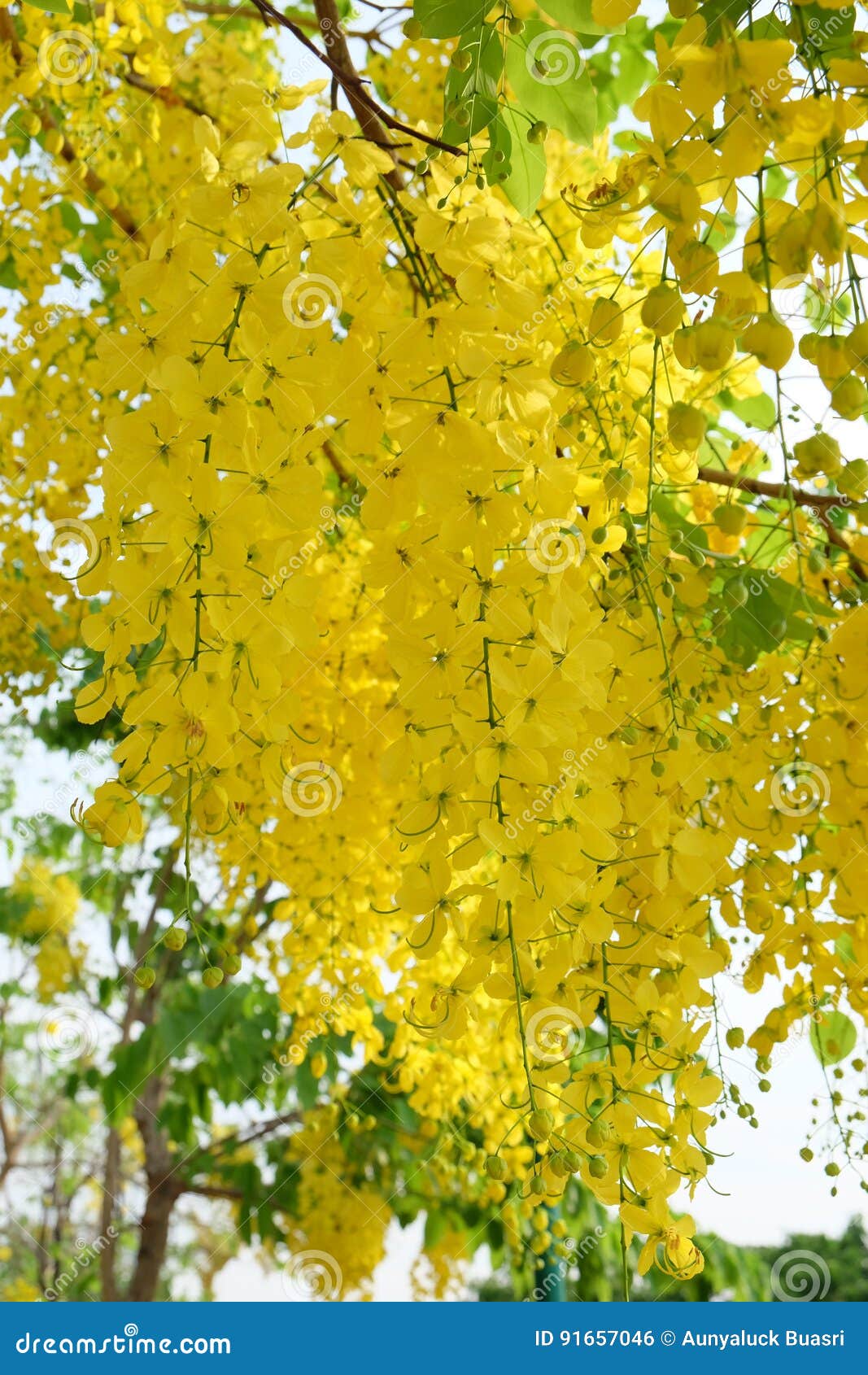 Golden shower flower stock photo. Image of sunlight, tree - 91657046