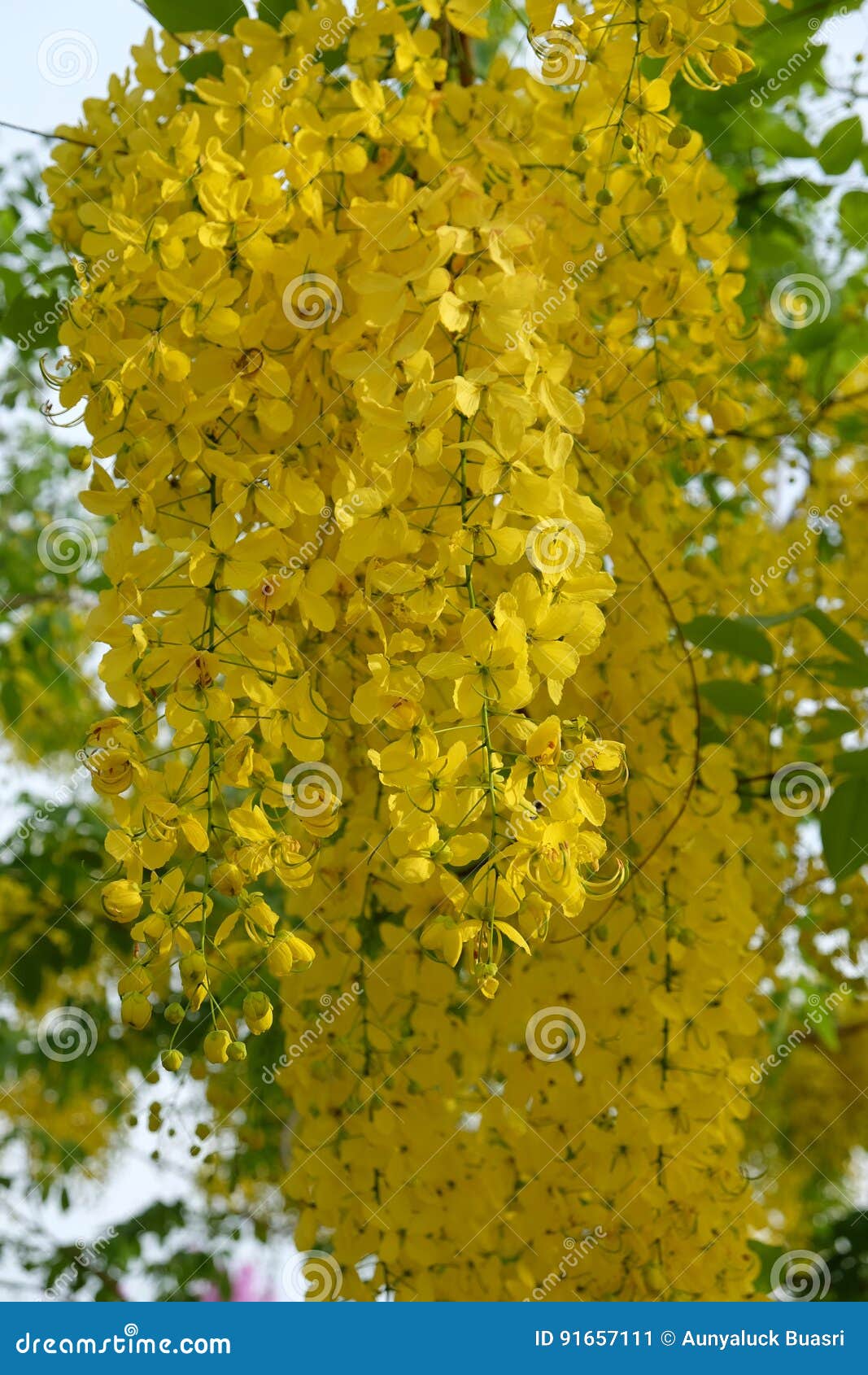 Golden shower flower stock image. Image of tree, thailand - 91657111