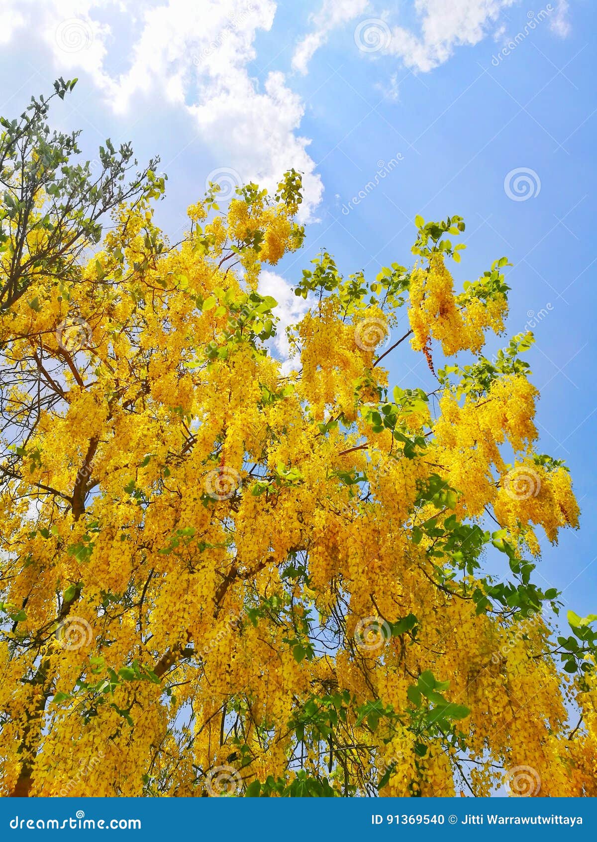 Golden Shower Flower stock photo. Image of golden, golderln - 91369540