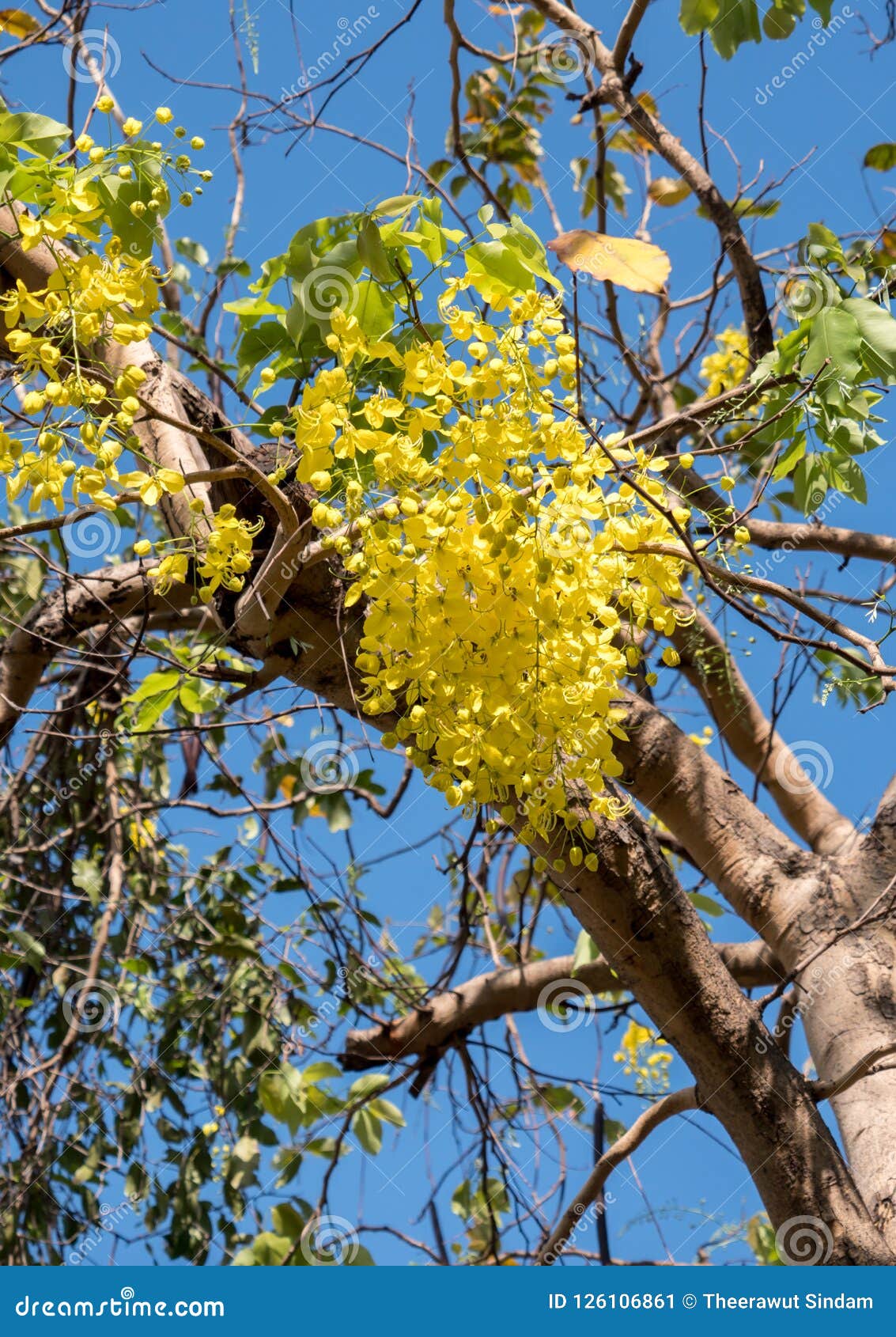 Golden Shower Flower Tree Cassia Fistula Flower Of Summer Stock Image