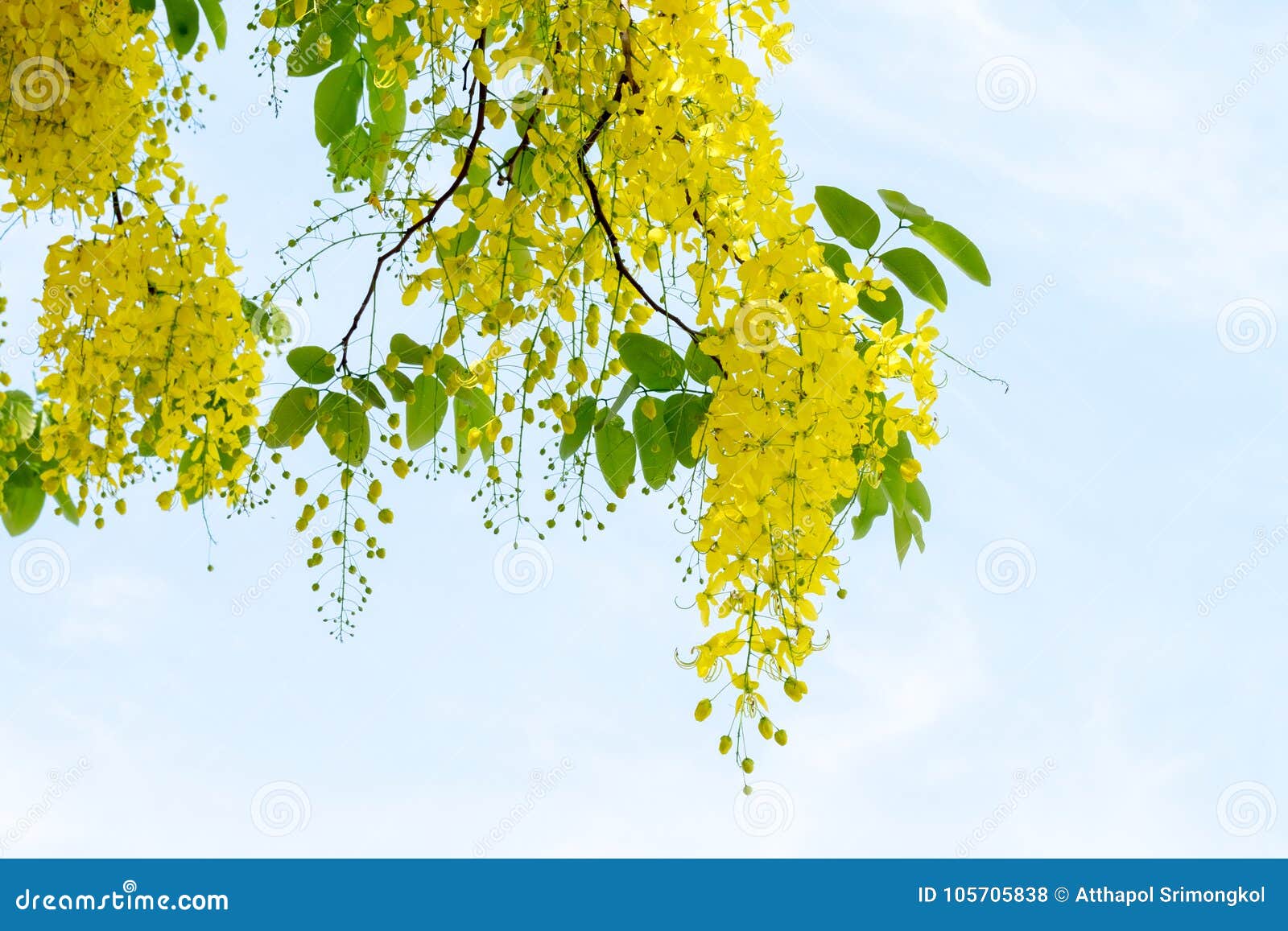 Golden Shower Flowers are Blooming Stock Photo - Image of hanging ... Golden Shower Flowers are Blooming Stock Photo - Image of hanging ...