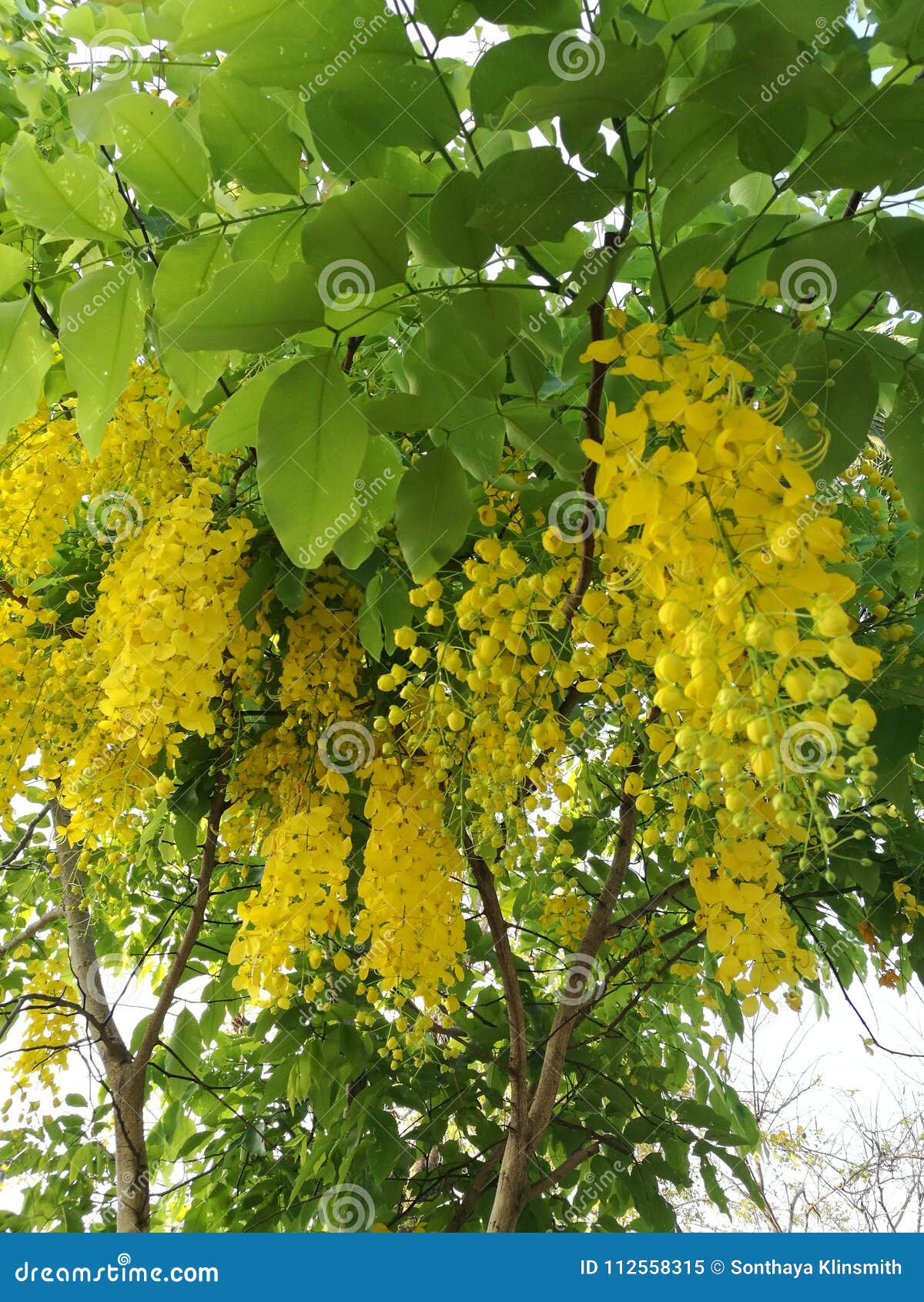 Golden shower flowers stock image. Image of tree, yellow - 112558315 Golden shower flowers stock image. Image of tree, yellow - 112558315