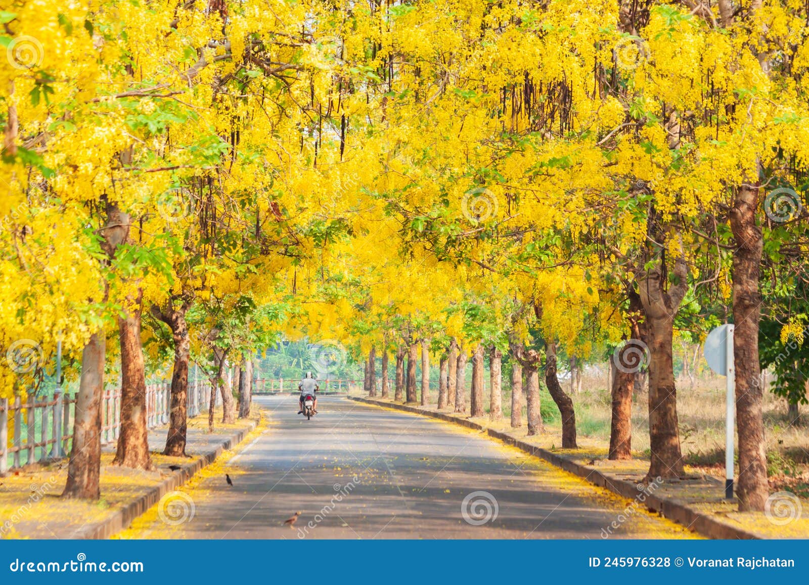 Golden Shower Flowers or Cassia Fistula Flowers Blooming on the Road ... Golden Shower Flowers or Cassia Fistula Flowers Blooming on the Road ...