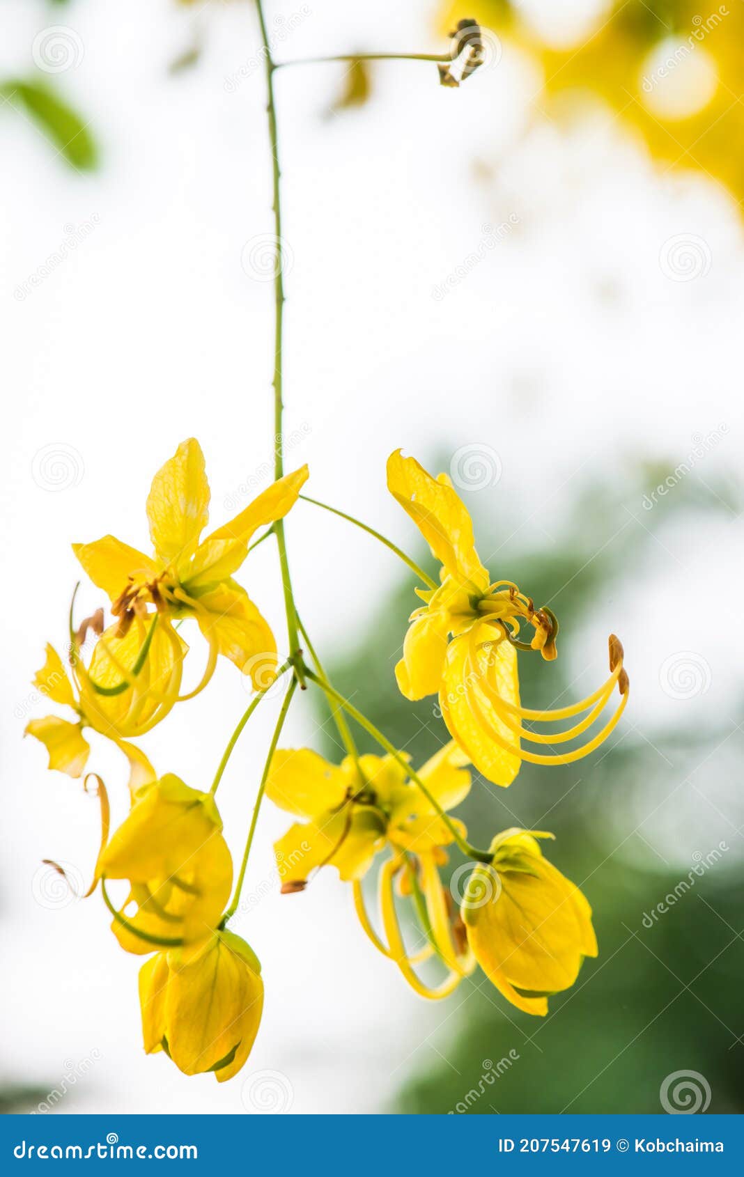 Golden Shower Flowers On Tree Stock Image Image Of Golden Creeper