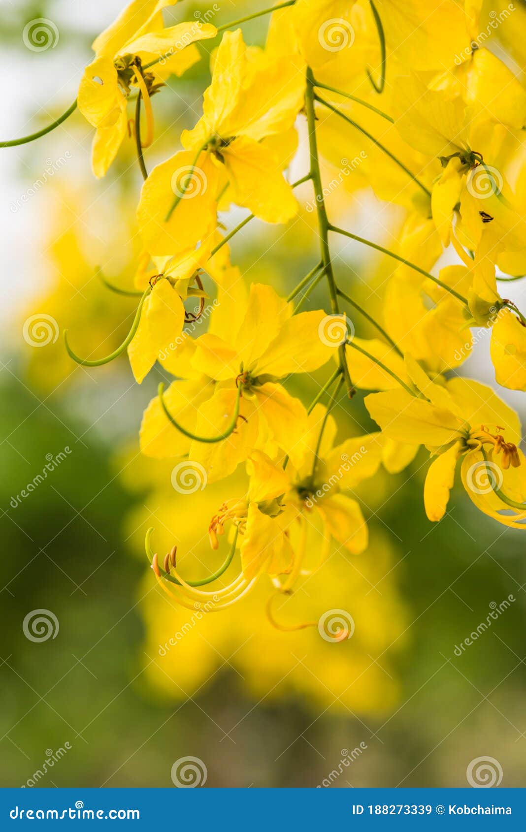 Golden Shower Flowers On Tree Stock Image Image Of Flowers Fistula