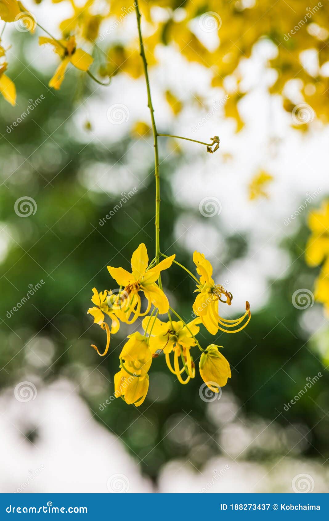 Golden Shower Flowers On Tree Stock Image Image Of Natural Macro