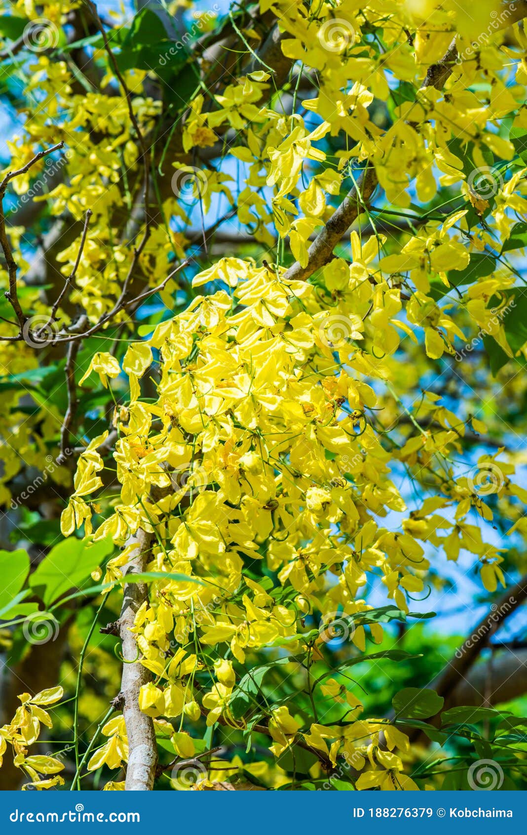Golden Shower Flowers On Tree Stock Image Image Of Outdoors Fabaceae