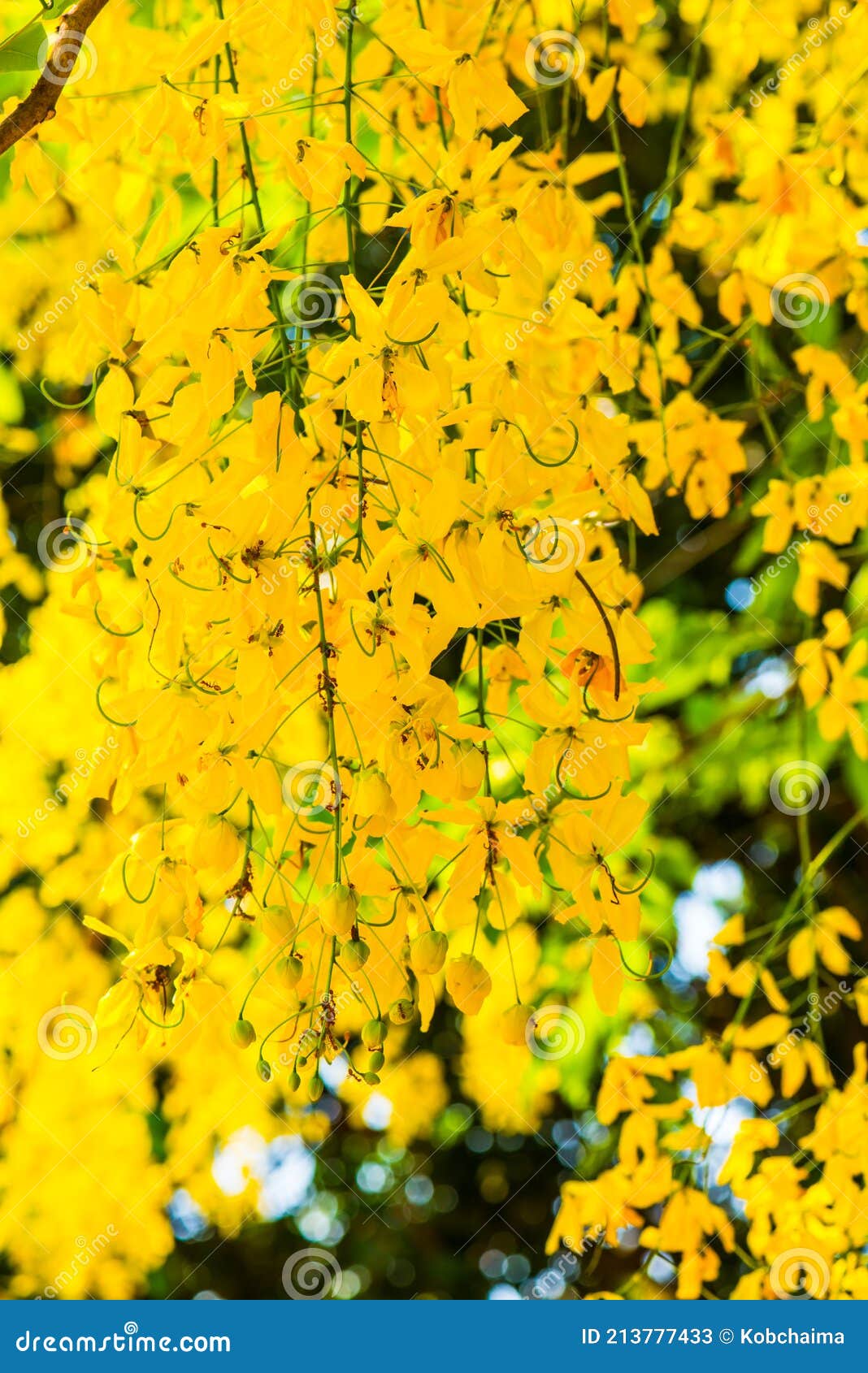 Golden Shower Flowers On Tree Stock Image Image Of Golden Flora