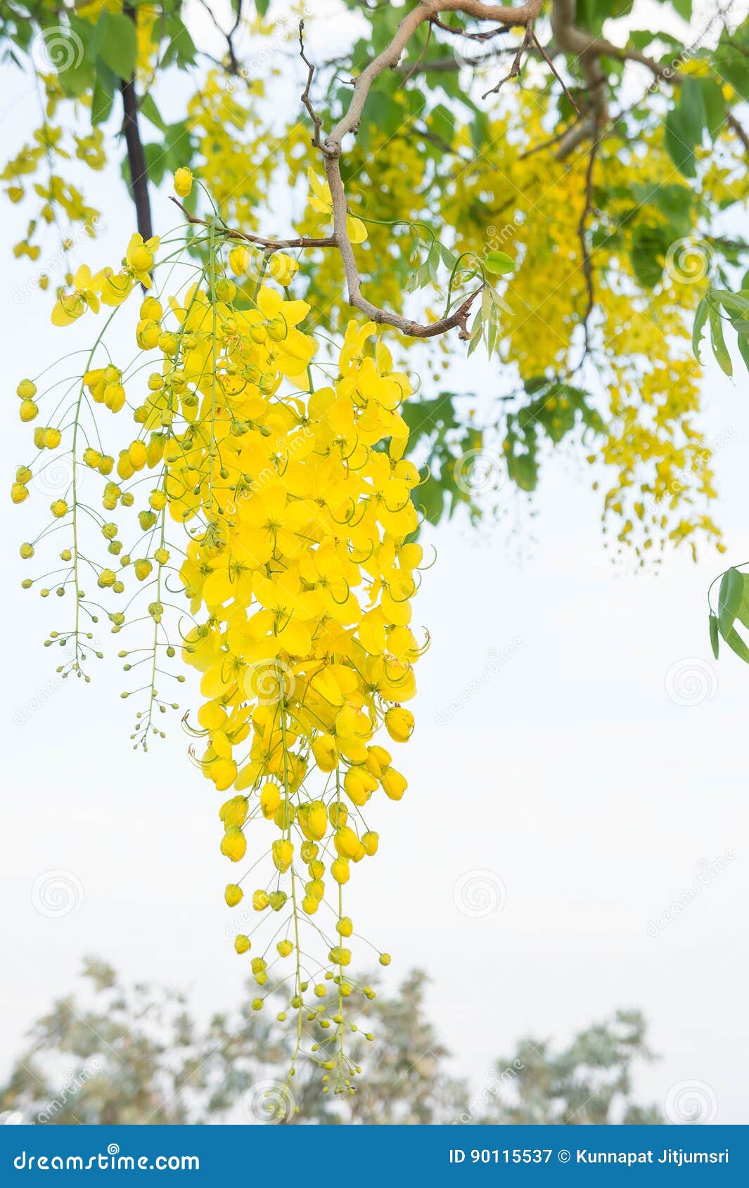 Golden Shower Flowers Yellow Flower Cassia Fistula In Summer T Stock