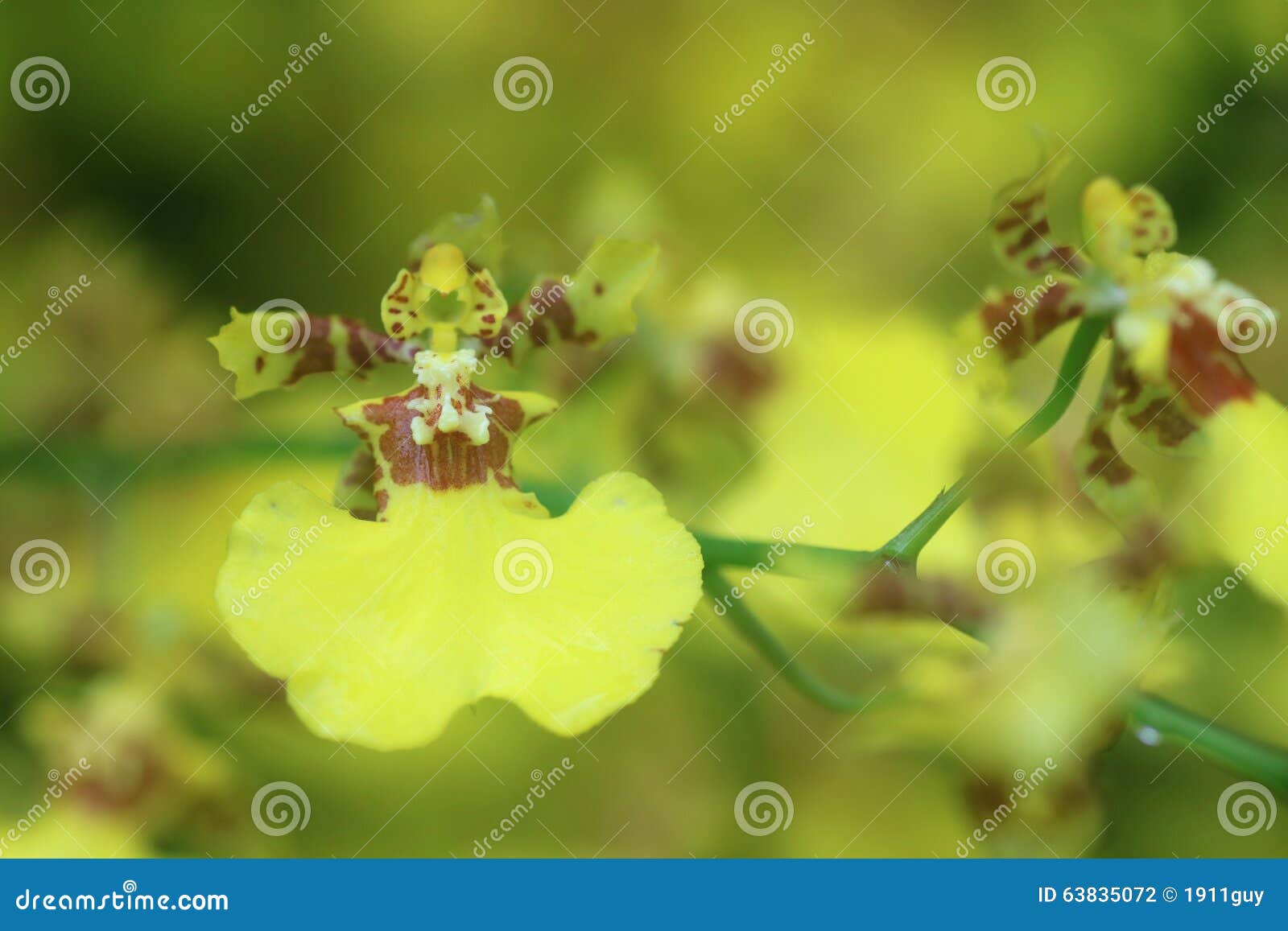 Golden Shower Orchid stock photo. Image of blossom, background - 63835072