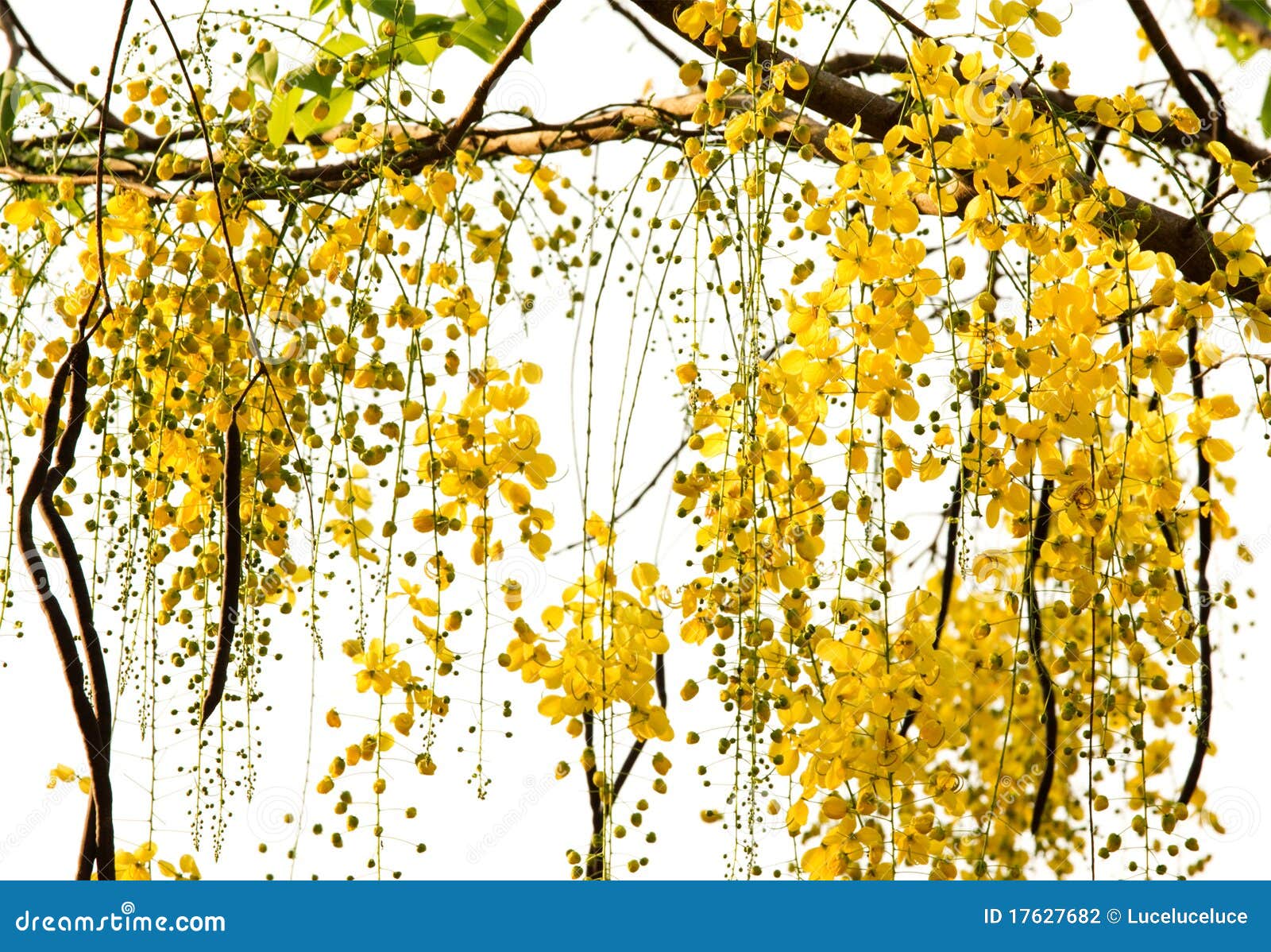 Golden Shower Tree stock photo. Image of spring, floral - 17627682