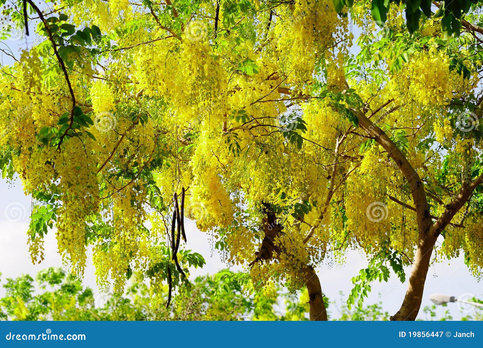 Golden Shower Tree stock image. Image of detail, floral - 19856447
