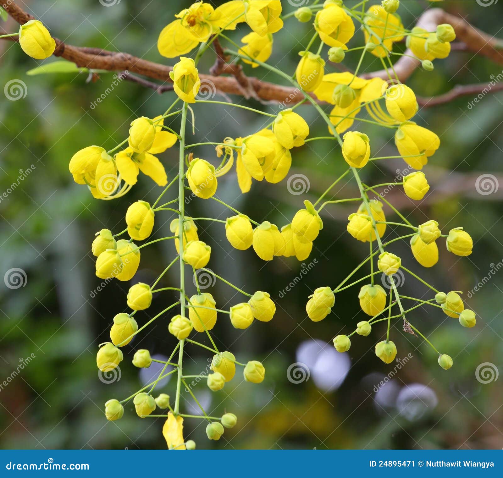 Golden shower tree stock image. Image of thai, national - 24895471