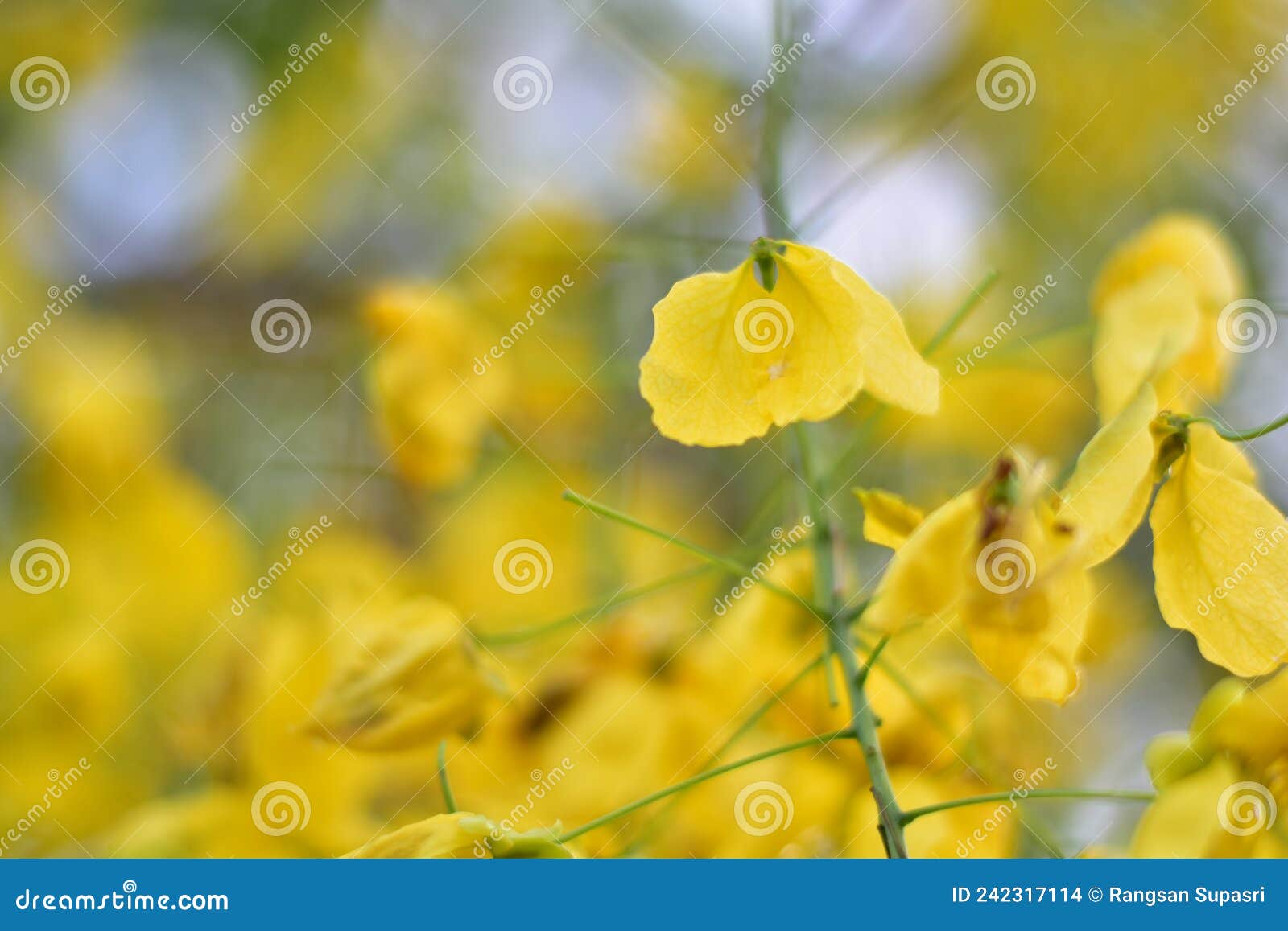 Golden Shower Tree Cassia Fistula Beautiful Yellow Flowers And Green