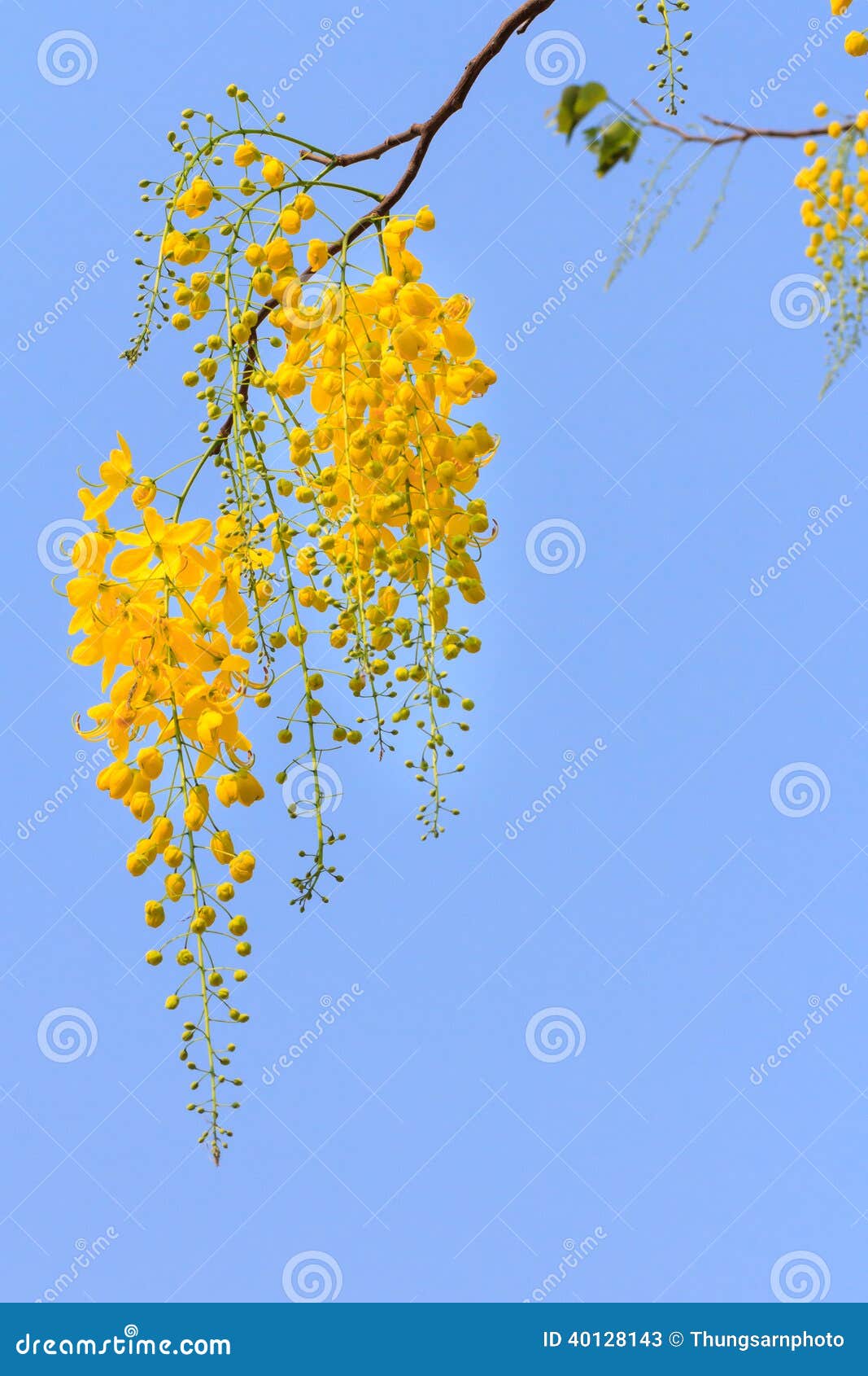 Golden shower tree flowers stock image. Image of decorate - 40128143