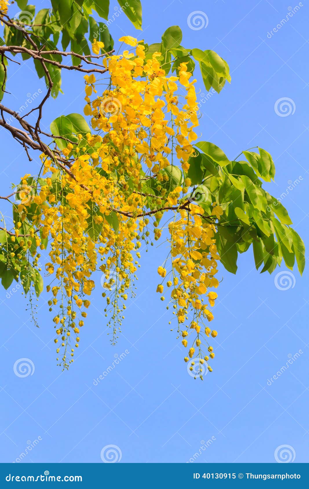 Golden shower tree flowers stock image. Image of beautiful - 40130915