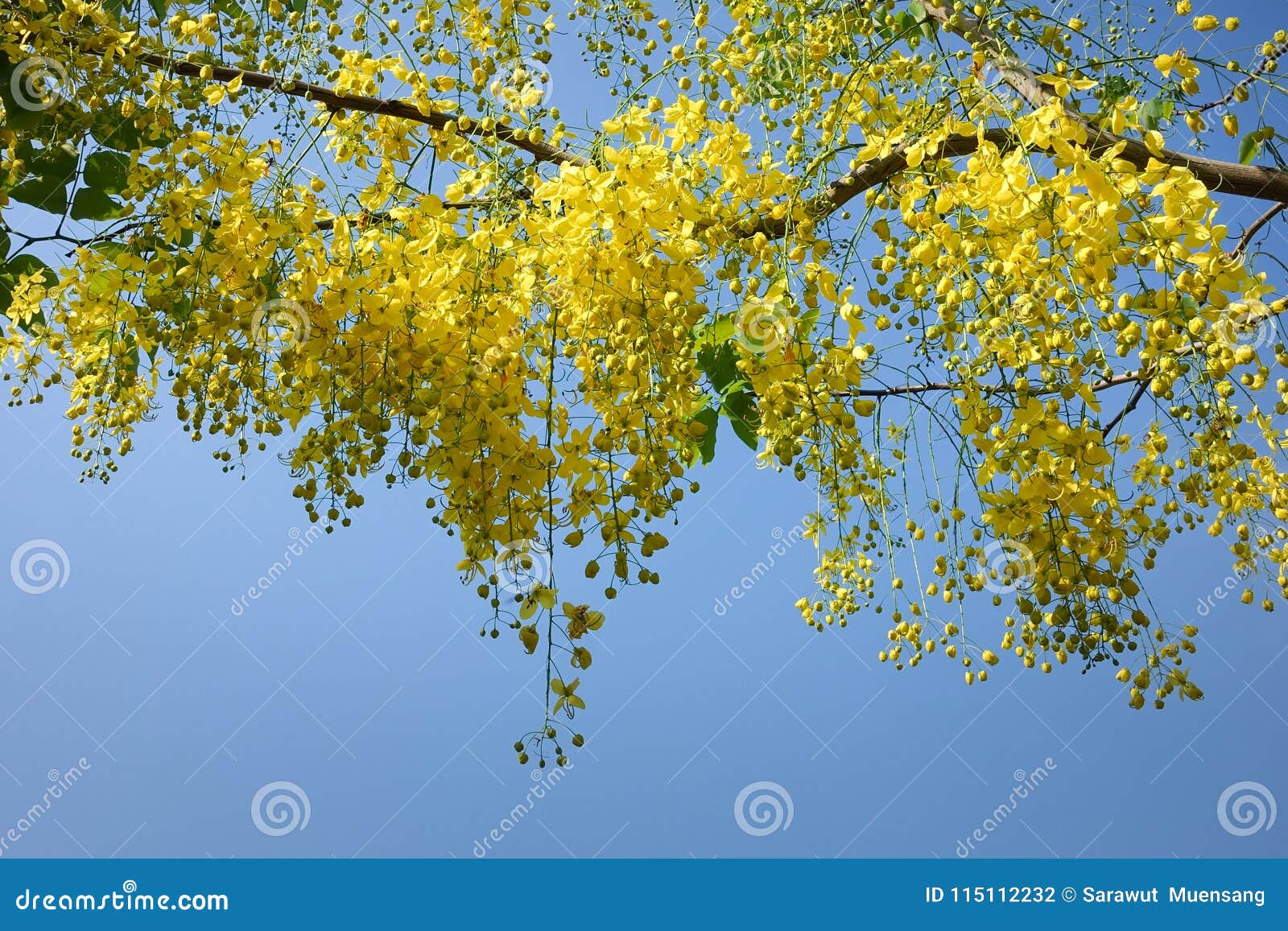 Golden Shower Tree stock photo. Image of garden, apocynaceae - 115112232