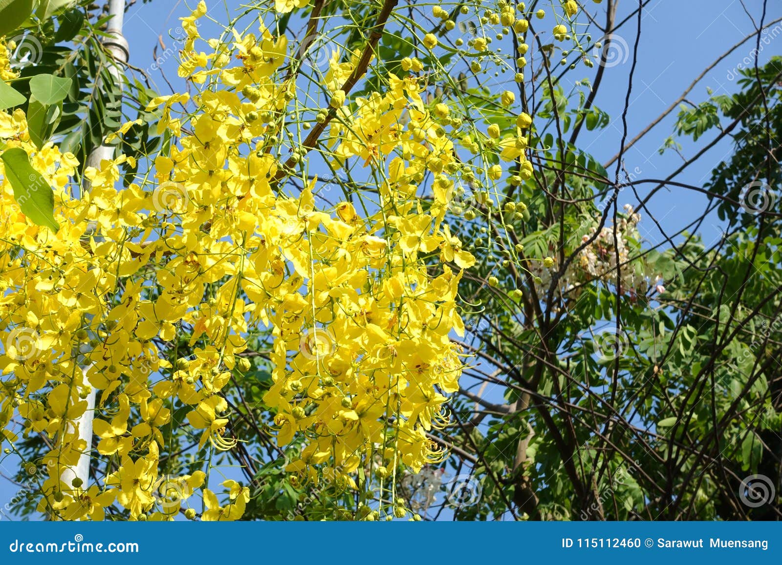 Golden Shower Tree stock photo. Image of adenium, autumn - 115112460