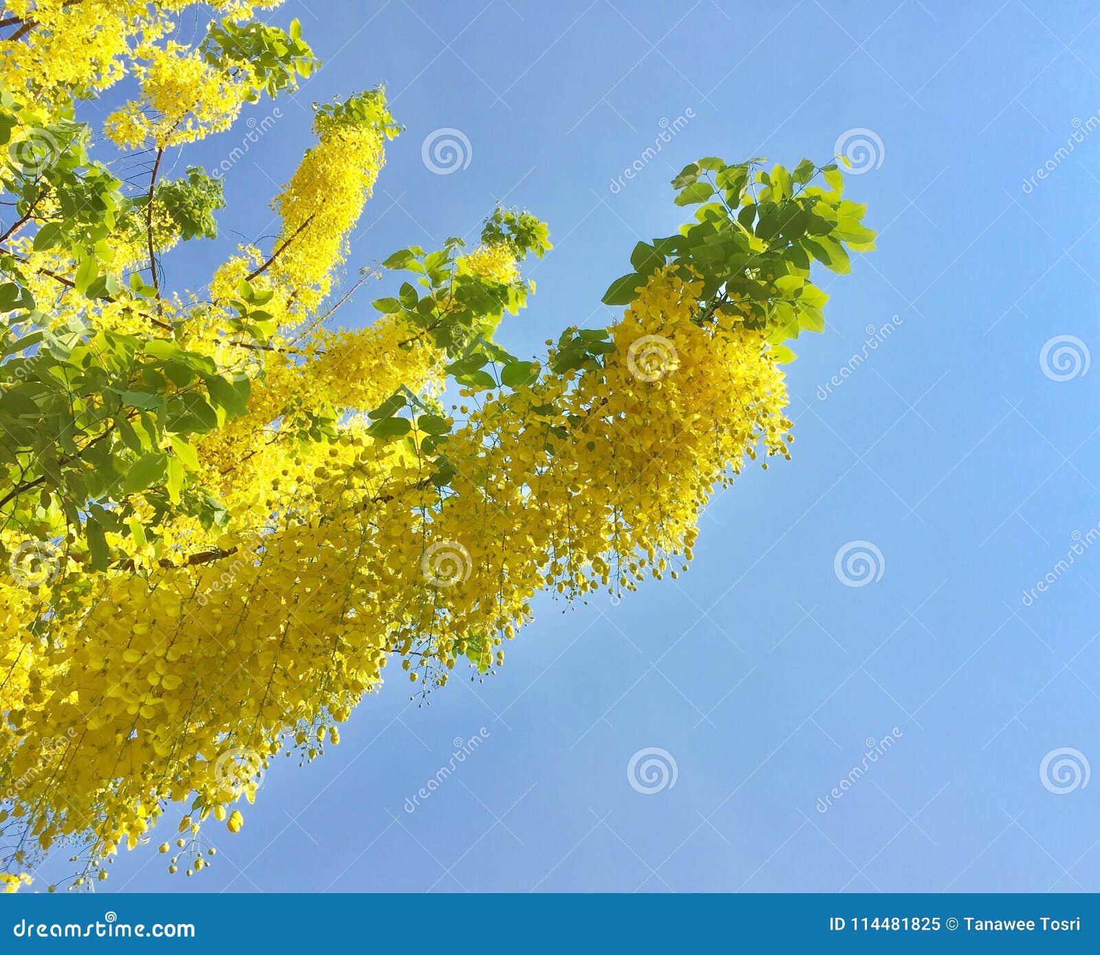 Golden Shower Tree stock image. Image of decoration - 114481825