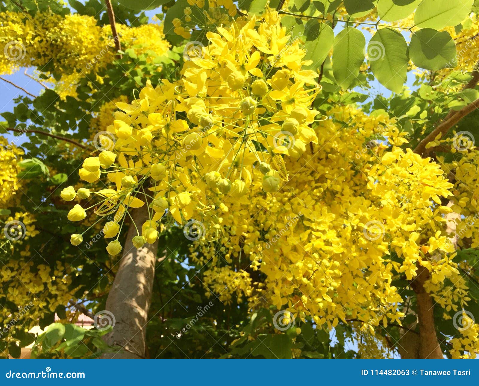 Golden Shower Tree stock image. Image of yellow, natural - 114482063