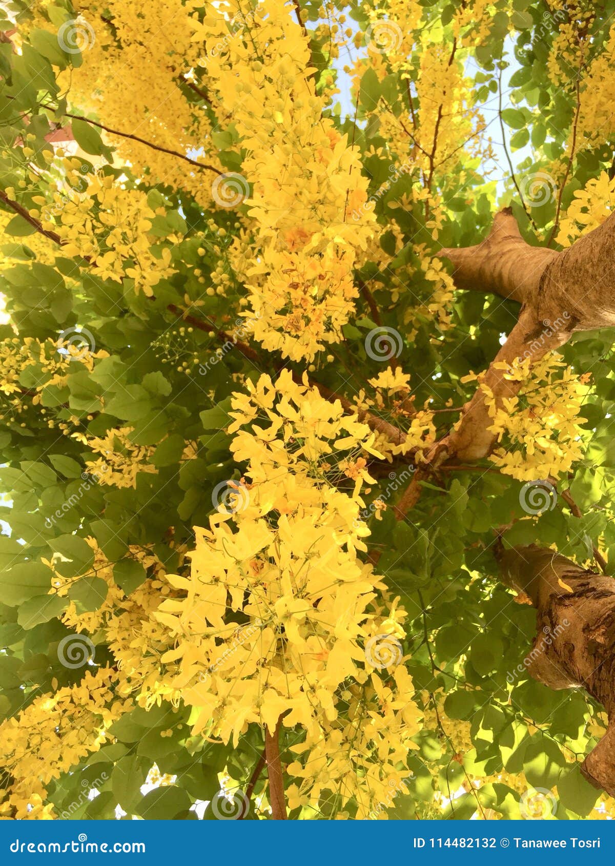 Golden Shower Tree stock photo. Image of summer, decoration - 114482132