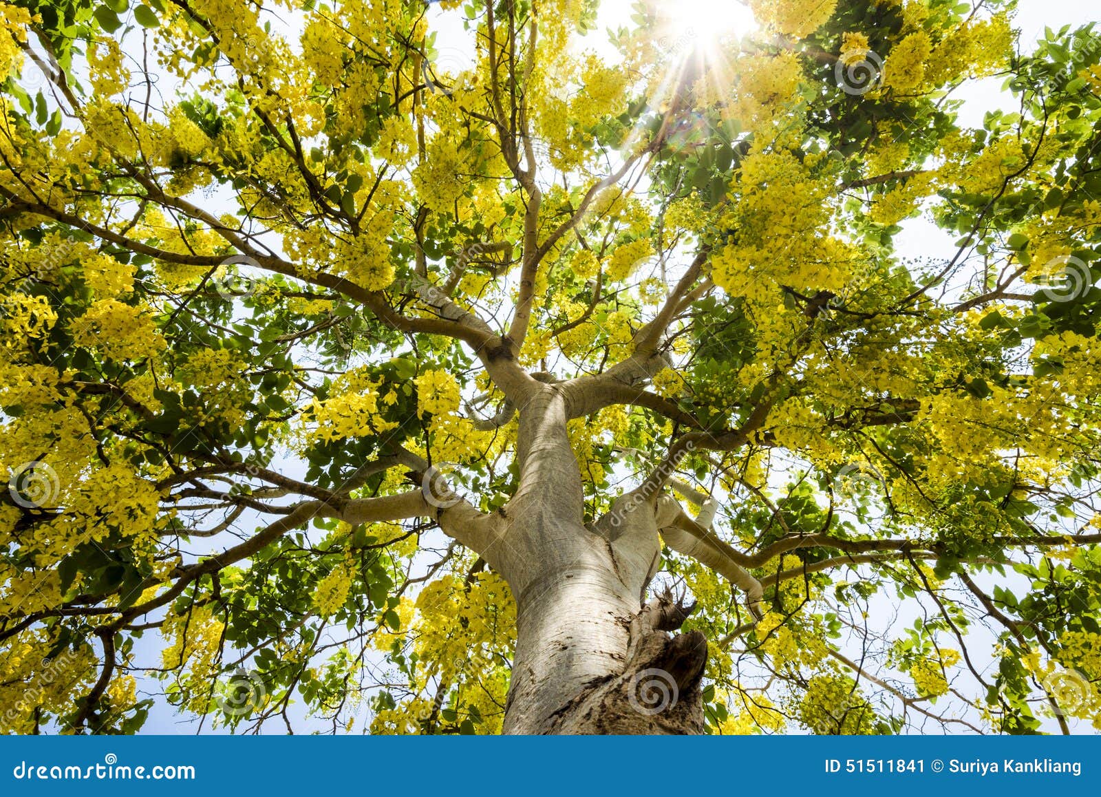 Golden shower tree stock image. Image of wallpaper, bloom - 51511841