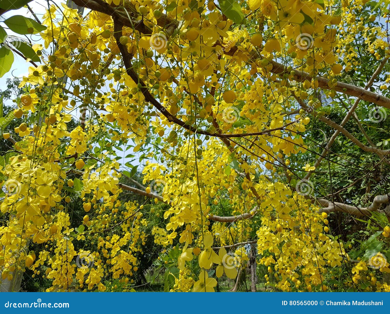 Golden shower tree stock photo. Image of srilanka, golden - 80565000