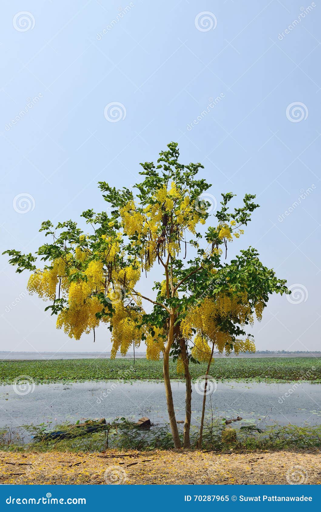 Golden shower tree stock image. Image of blossom, green - 70287965