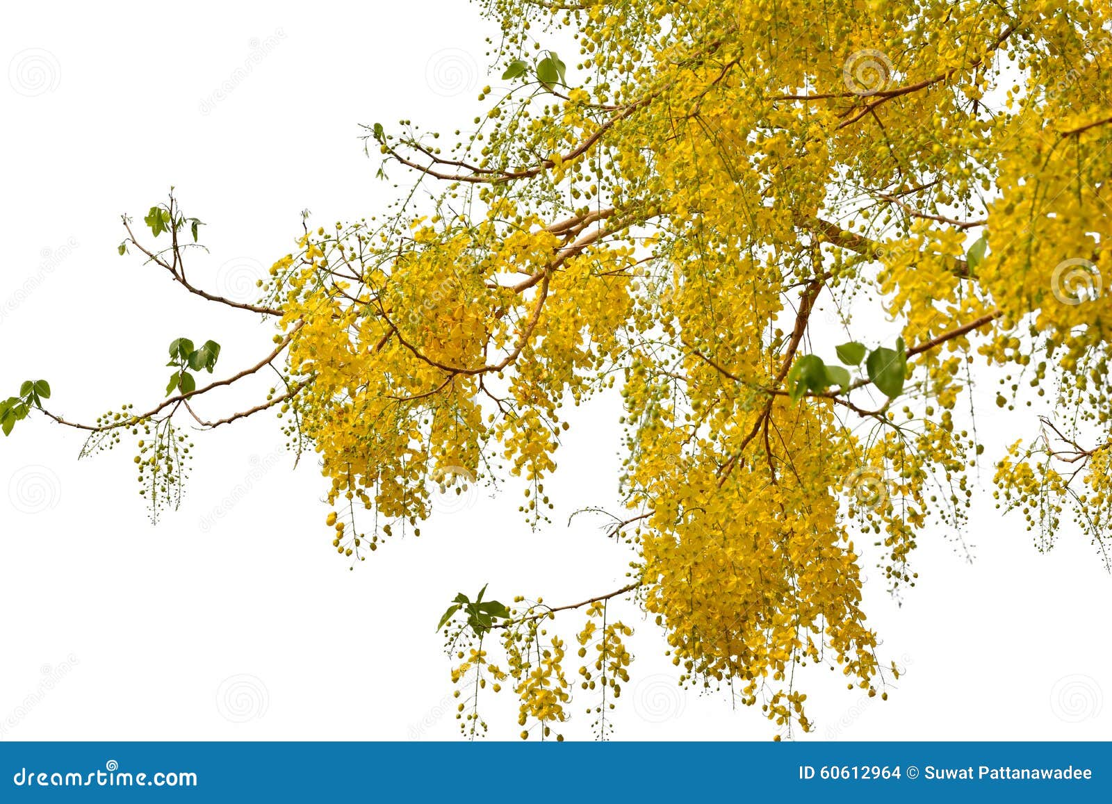 Golden Shower Tree stock photo. Image of flora, mimosa - 60612964