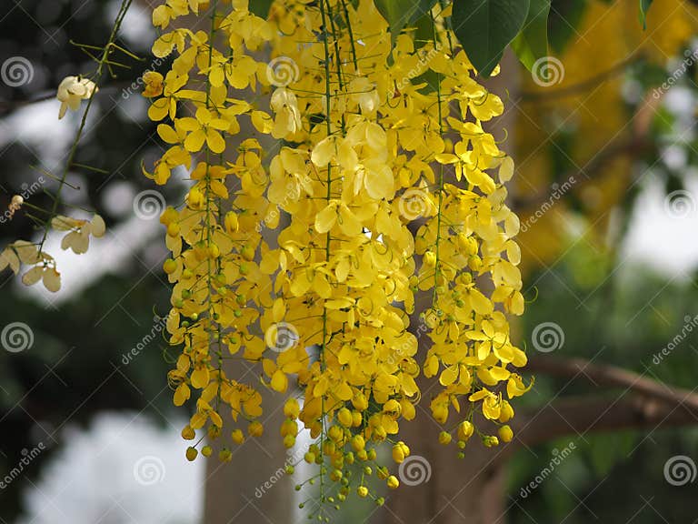 Golden Shower Tree Yellow Color Flowers Cassia Fistula Ratchaphruek