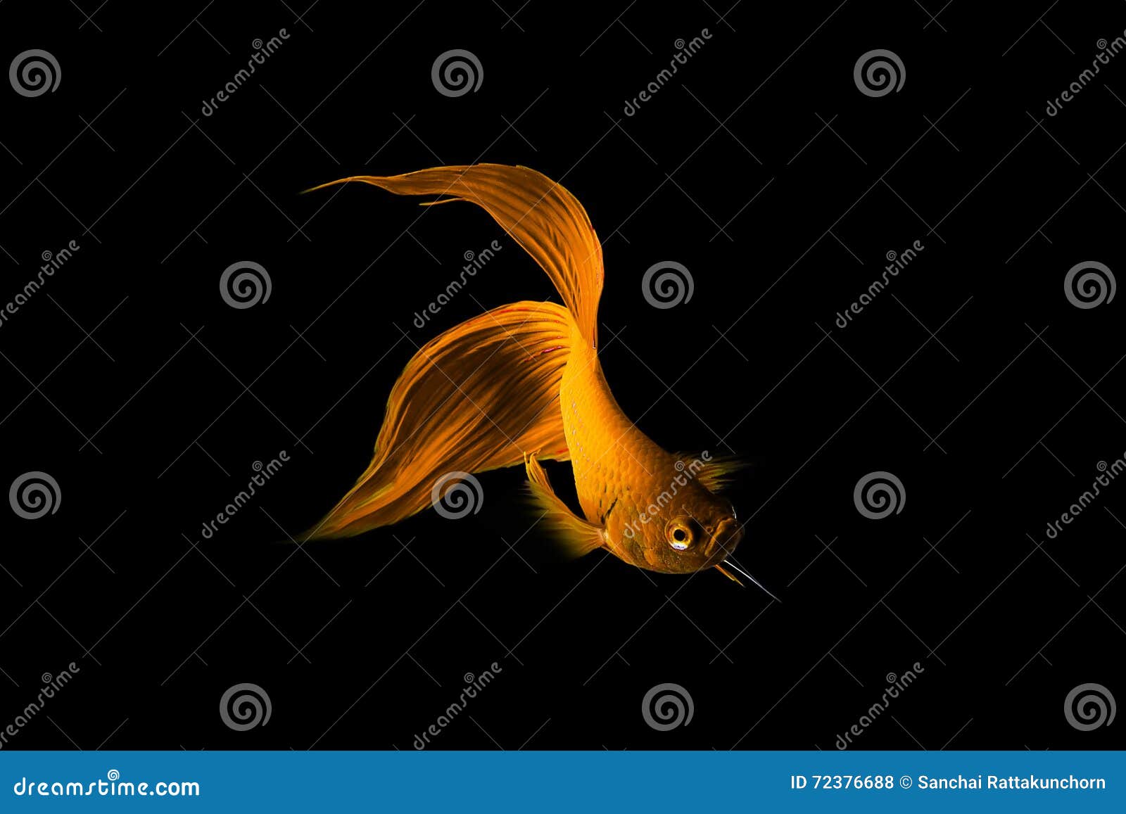 Golden Siamese Fighting Fish (Betta Splendens) Isolated on Black Stock ...