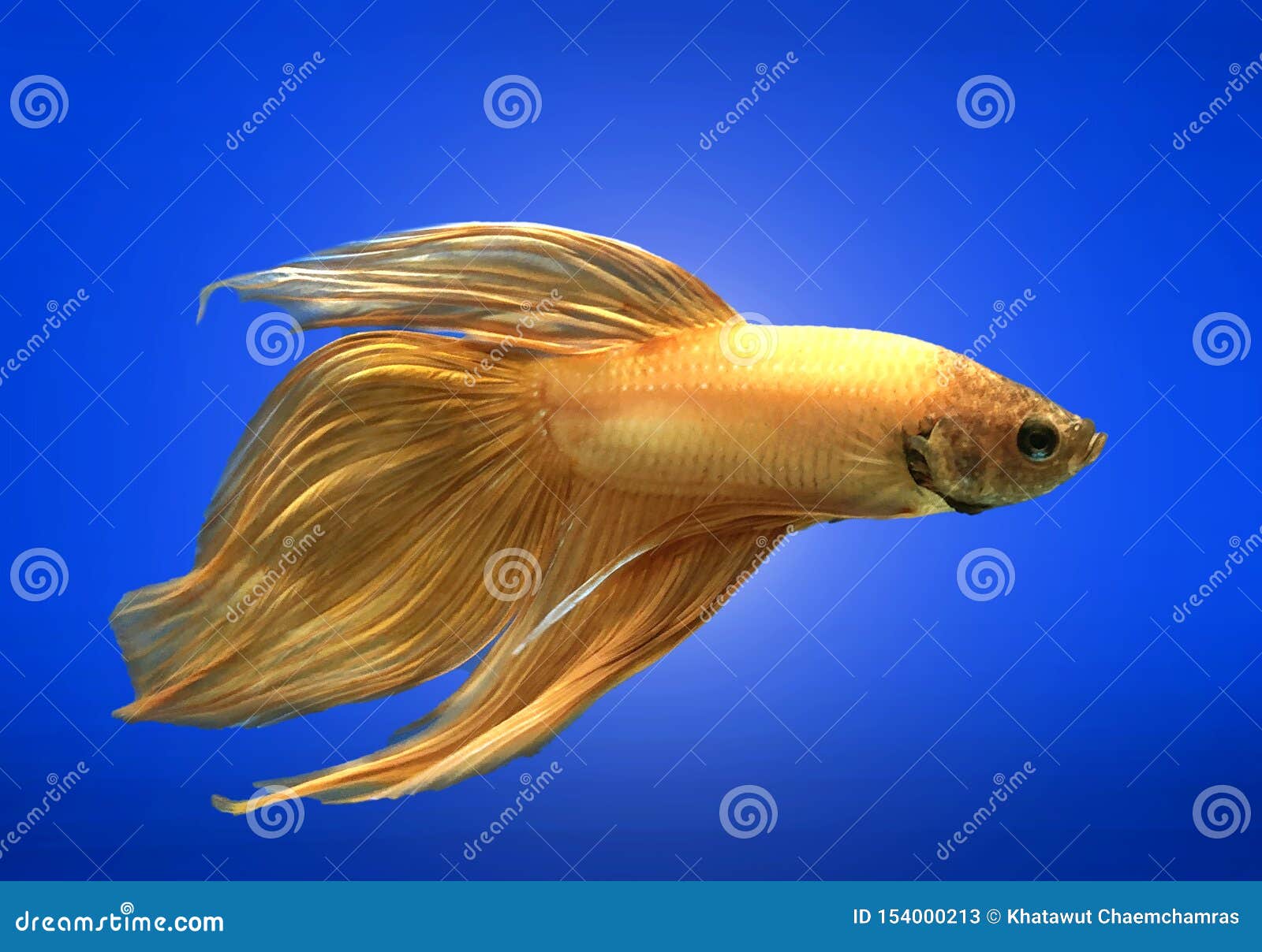 Golden Siamese Fighting Fish on Blue Background Stock Image - Image of ...