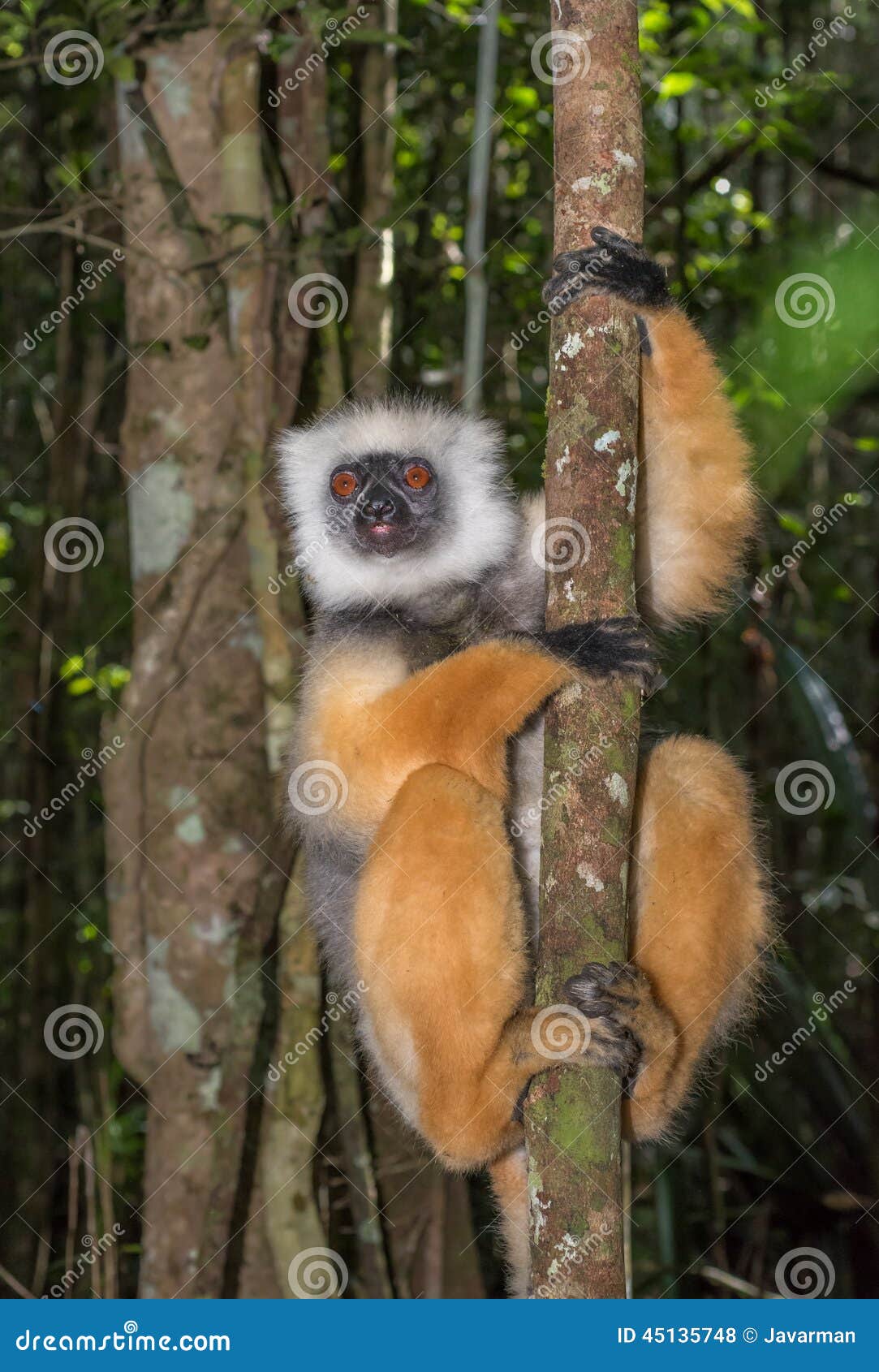 Golden Sifaka, Dancing Lemur of Madagascar Stock Photo - Image of ...