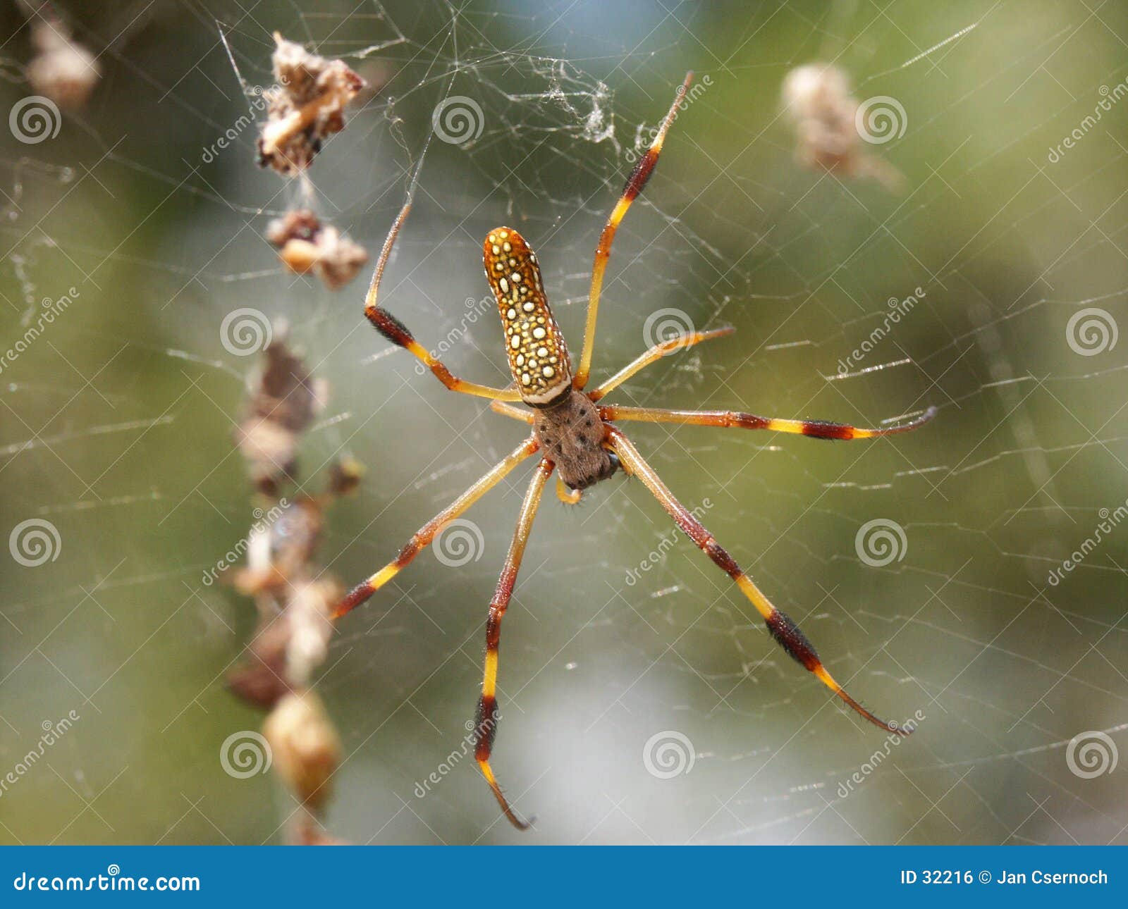 Golden Silk Orb Weaver Spider Stock Photo - Image of crab, abdomen: 32216