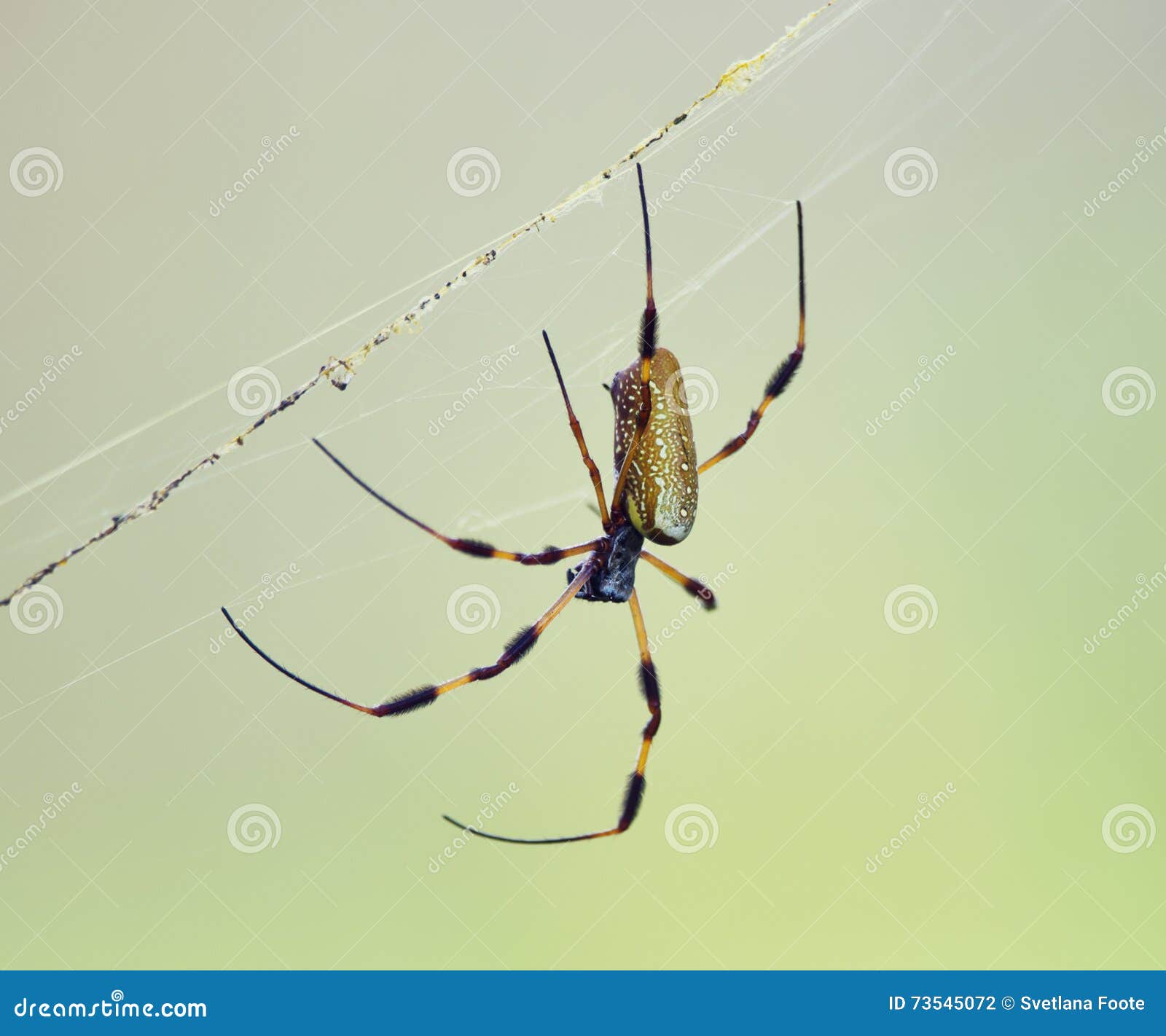 Golden Silk Orb Weaver Spider Stock Photo - Image of insects, outdoor ...