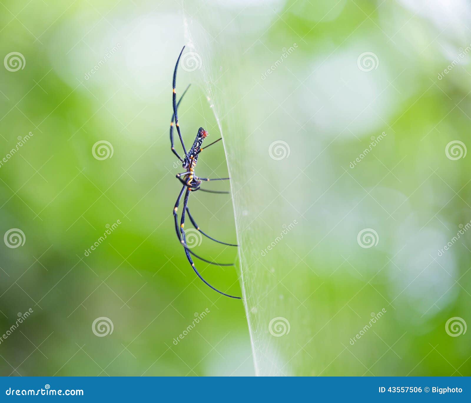Golden SIlk Orb Weaving Spider Waiting on Her Web Stock Photo - Image ...