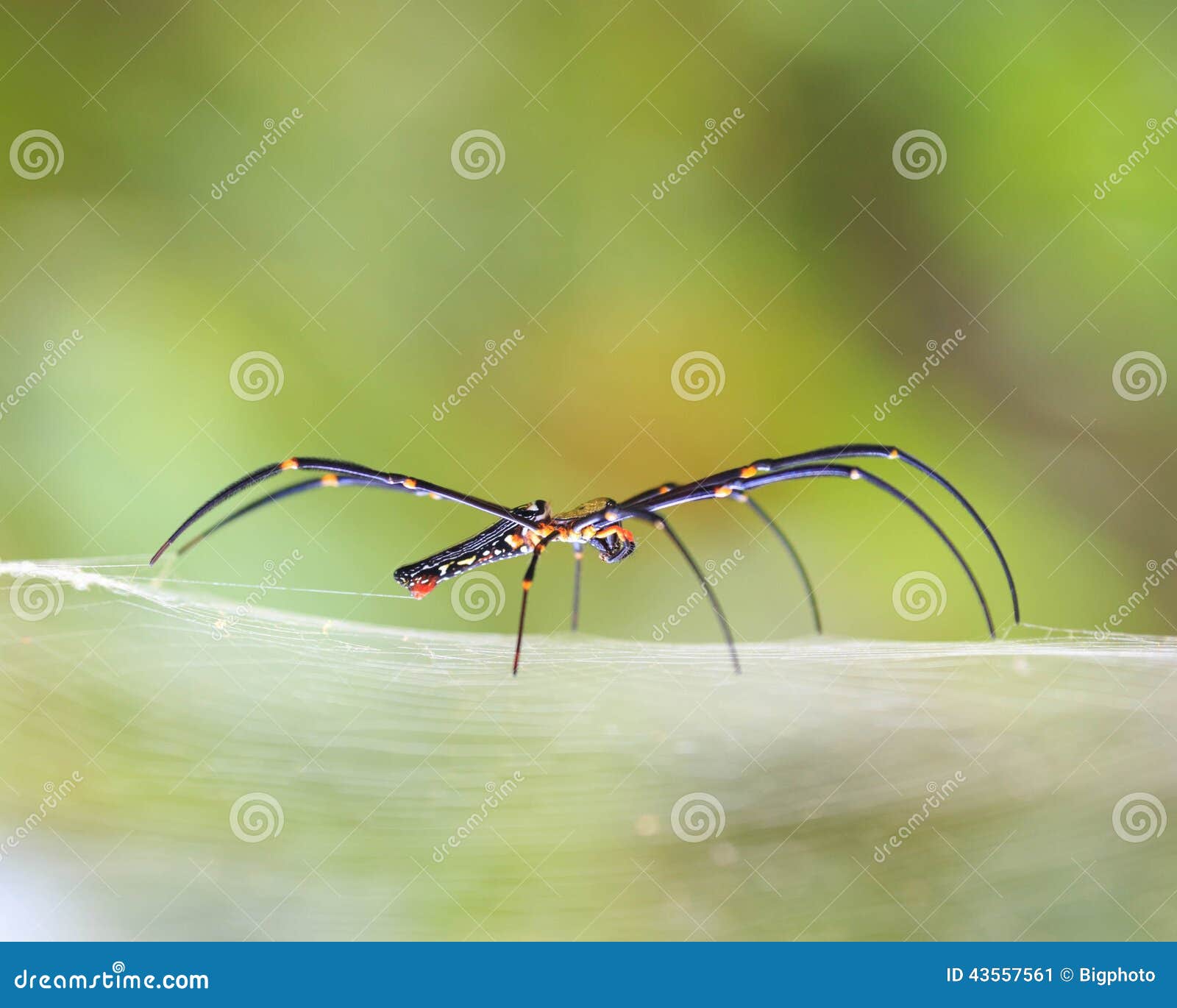 Golden SIlk Orb Weaving Spider Waiting on Her Web Stock Image - Image ...
