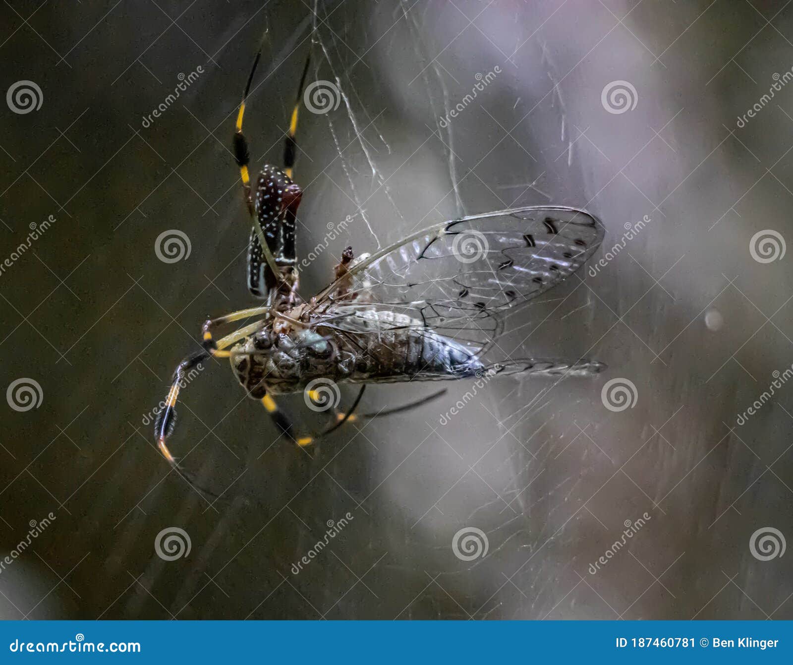 Golden Silk Spider Capturing and Eating a Cicada Stock Image - Image of ...