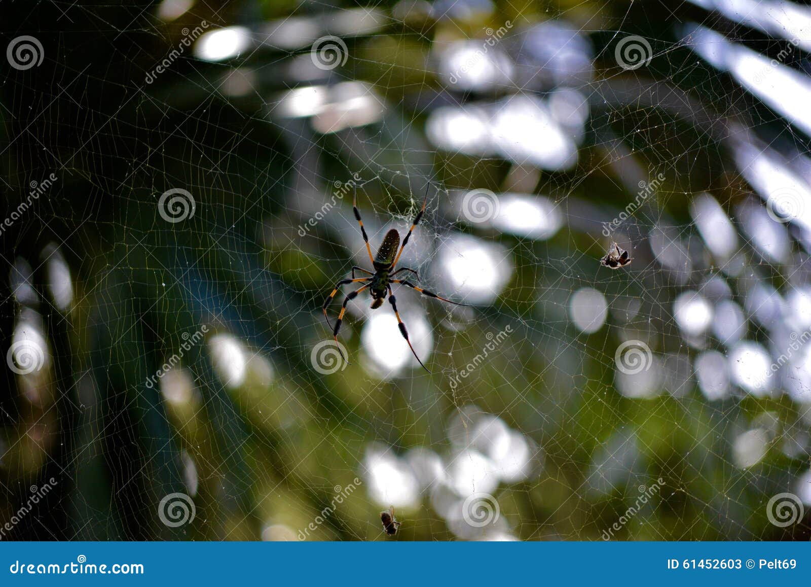 Golden Silk Spider in Web stock image. Image of outdoors - 61452603