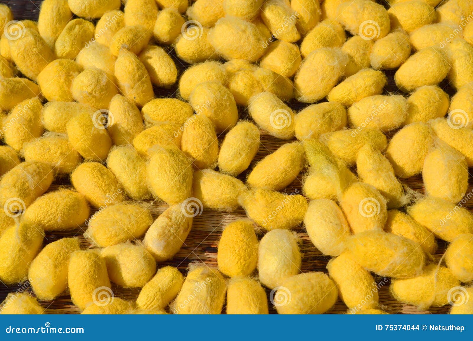 Silkworm Cocoon Colour