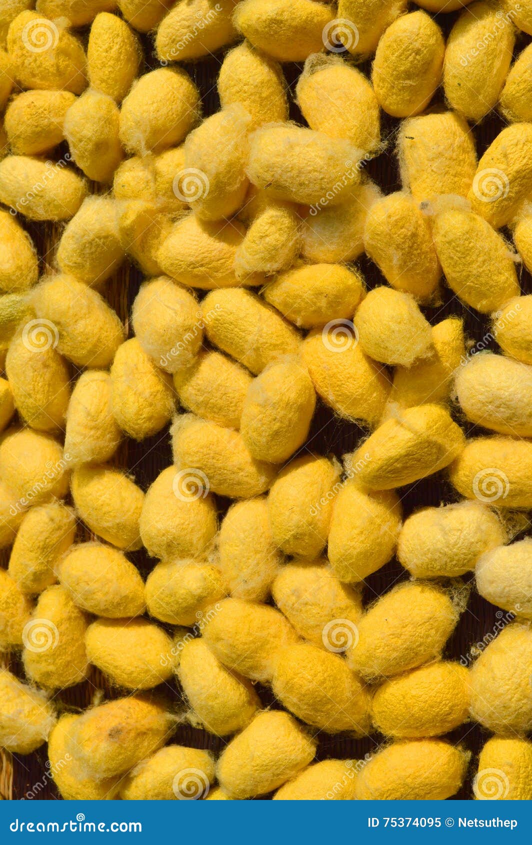 Golden silkworm cocoon stock image. Image of nature, processing - 75374095