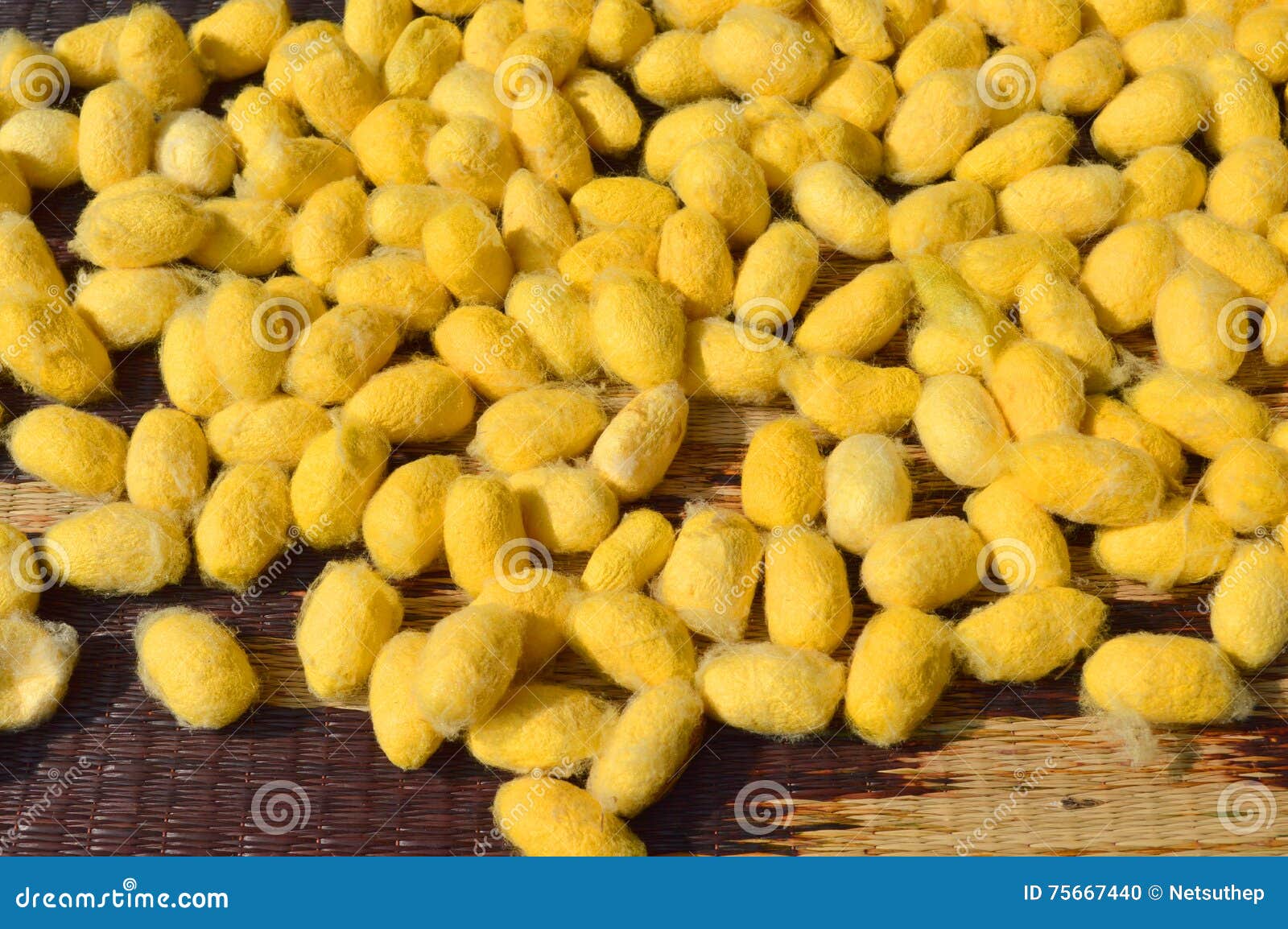 Silkworm Cocoon Colour