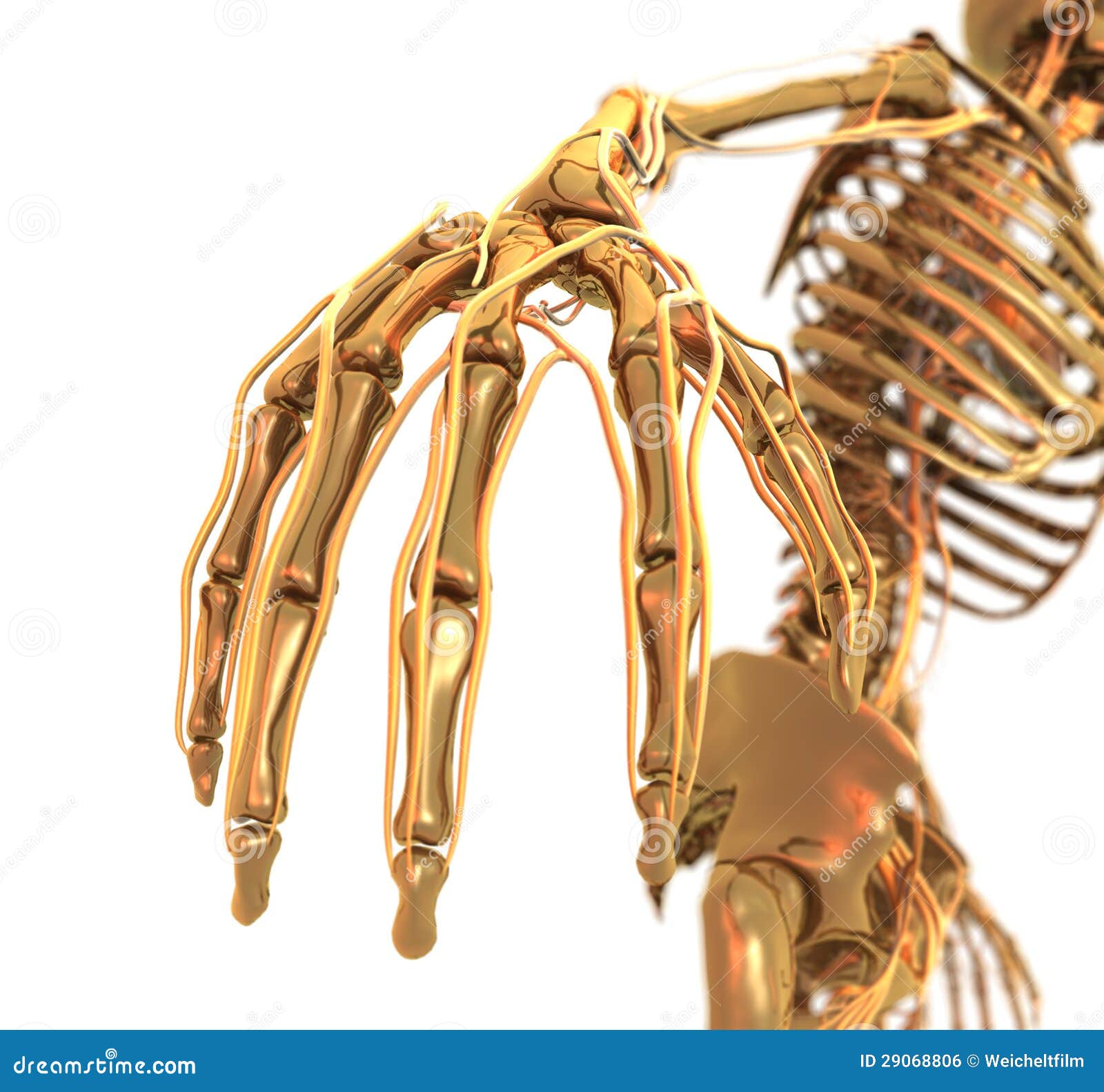 Golden Skeleton stock illustration. Illustration of pelvis - 29068806