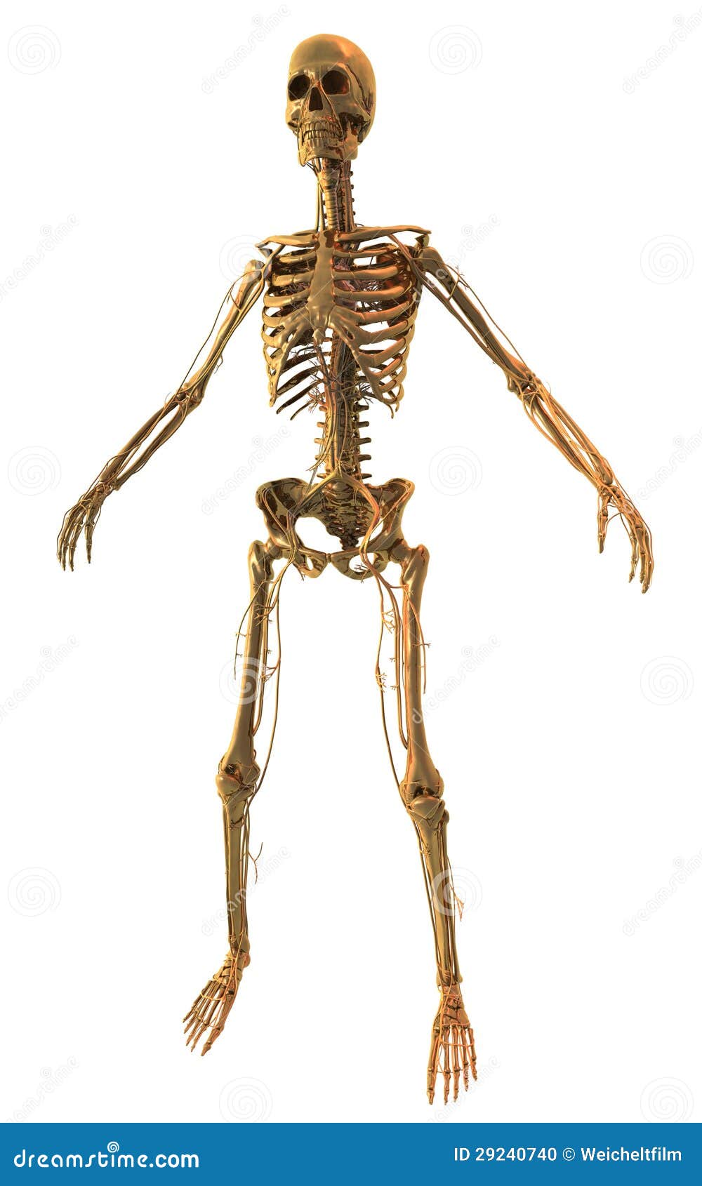 Golden skeleton stock illustration. Illustration of human - 29240740
