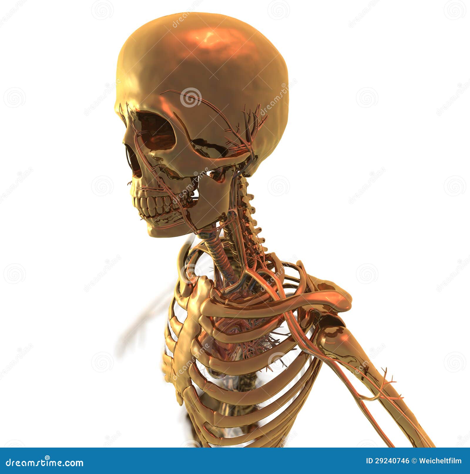 Golden skeleton stock illustration. Illustration of human - 29240746