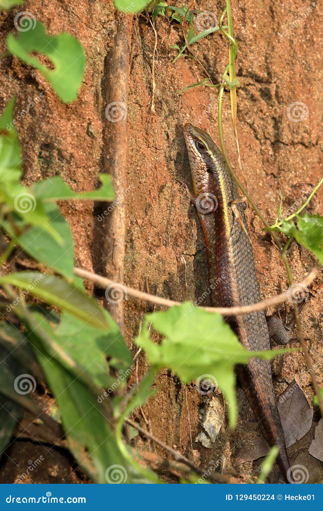 Golden Skink in Sri Lanka stock photo. Image of reptile - 129450224