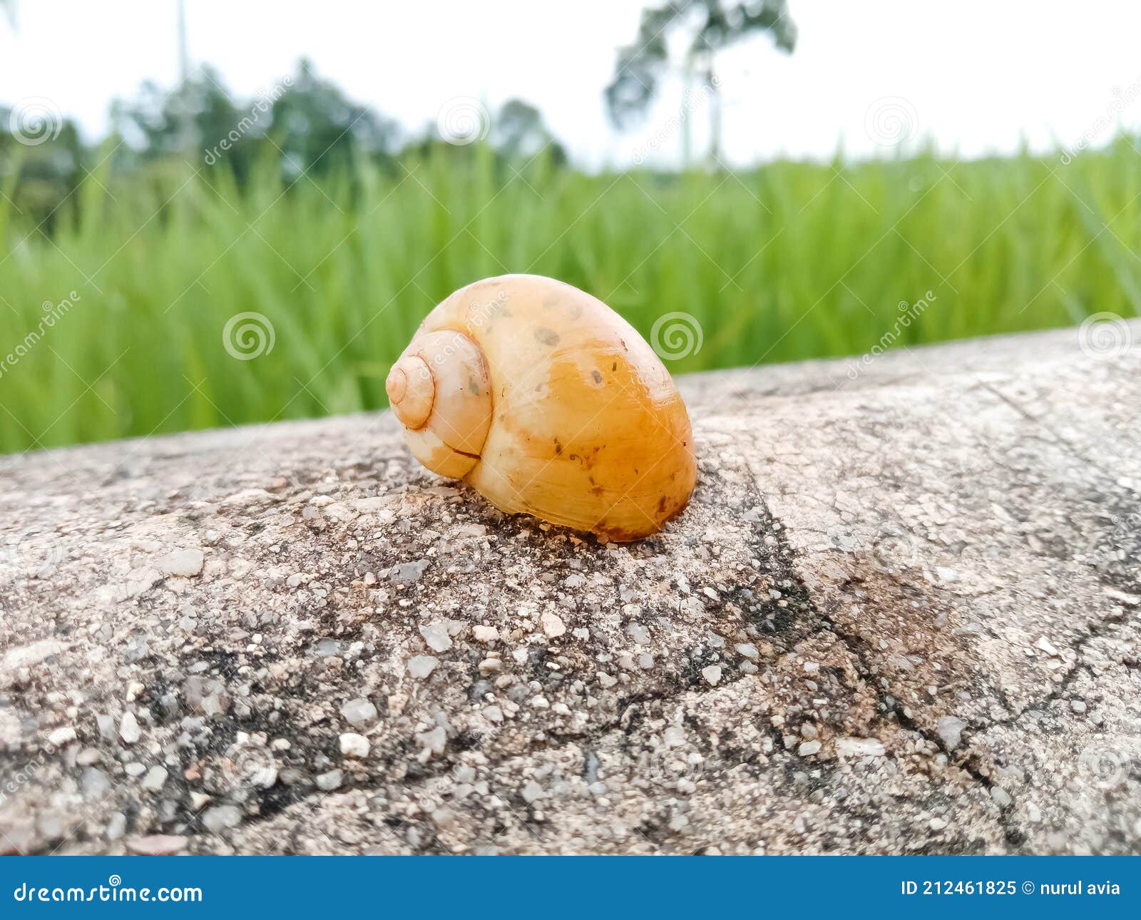 Golden Snail on the Edge of the Rice Fields Stock Image - Image of ...