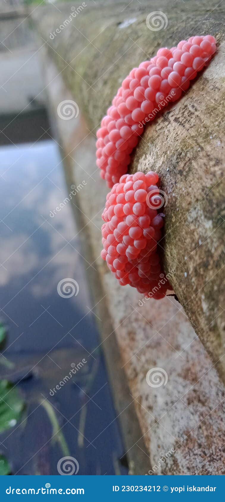 Golden Snail Eggs by the Pool Stock Photo - Image of pool, snail: 230234212