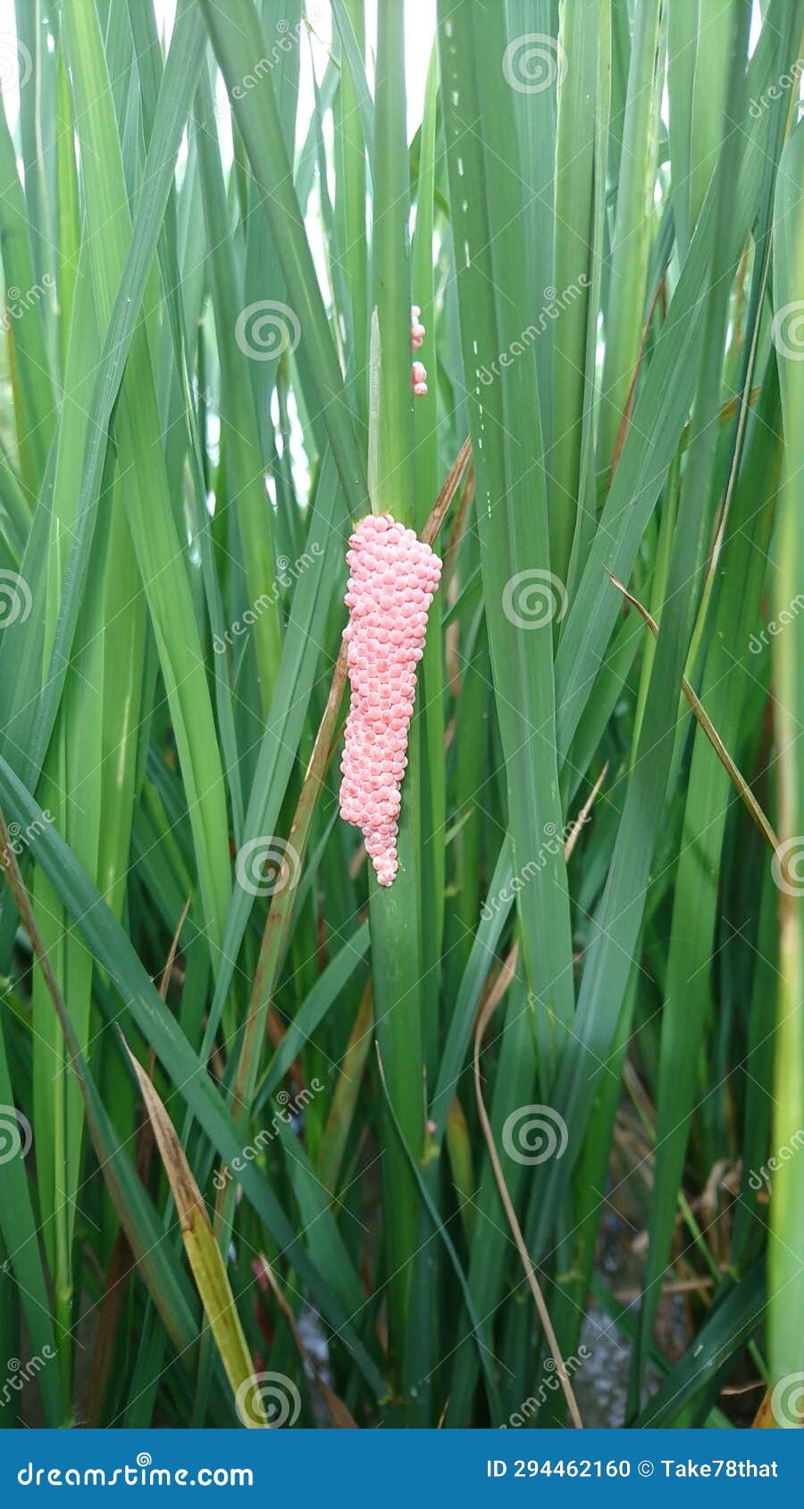 The Golden Snail Eggs on the Rice Plant Stock Photo - Image of plant ...